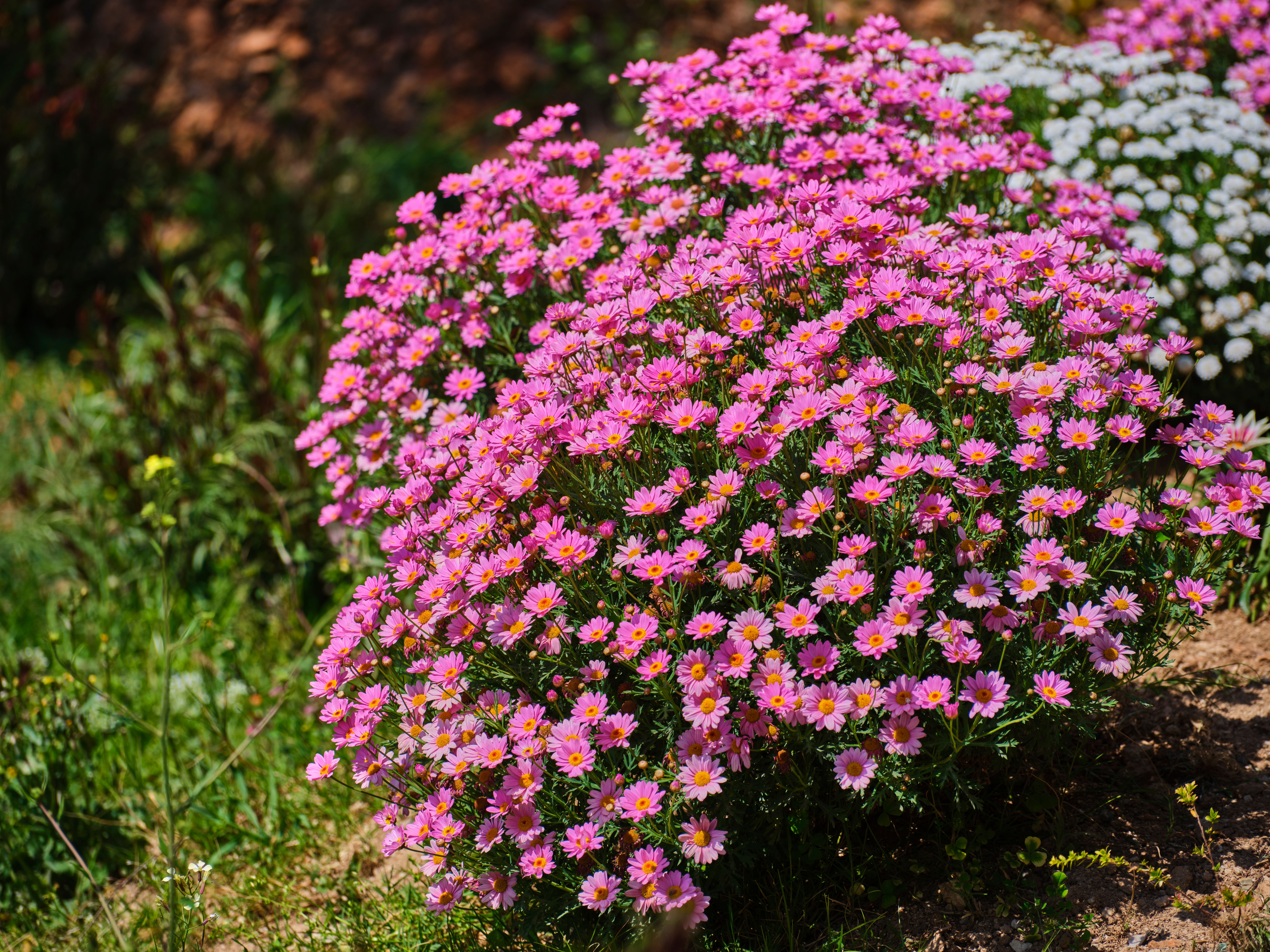 Pink Marguerite Daisy Flowers in the Garden · Free Stock Photo