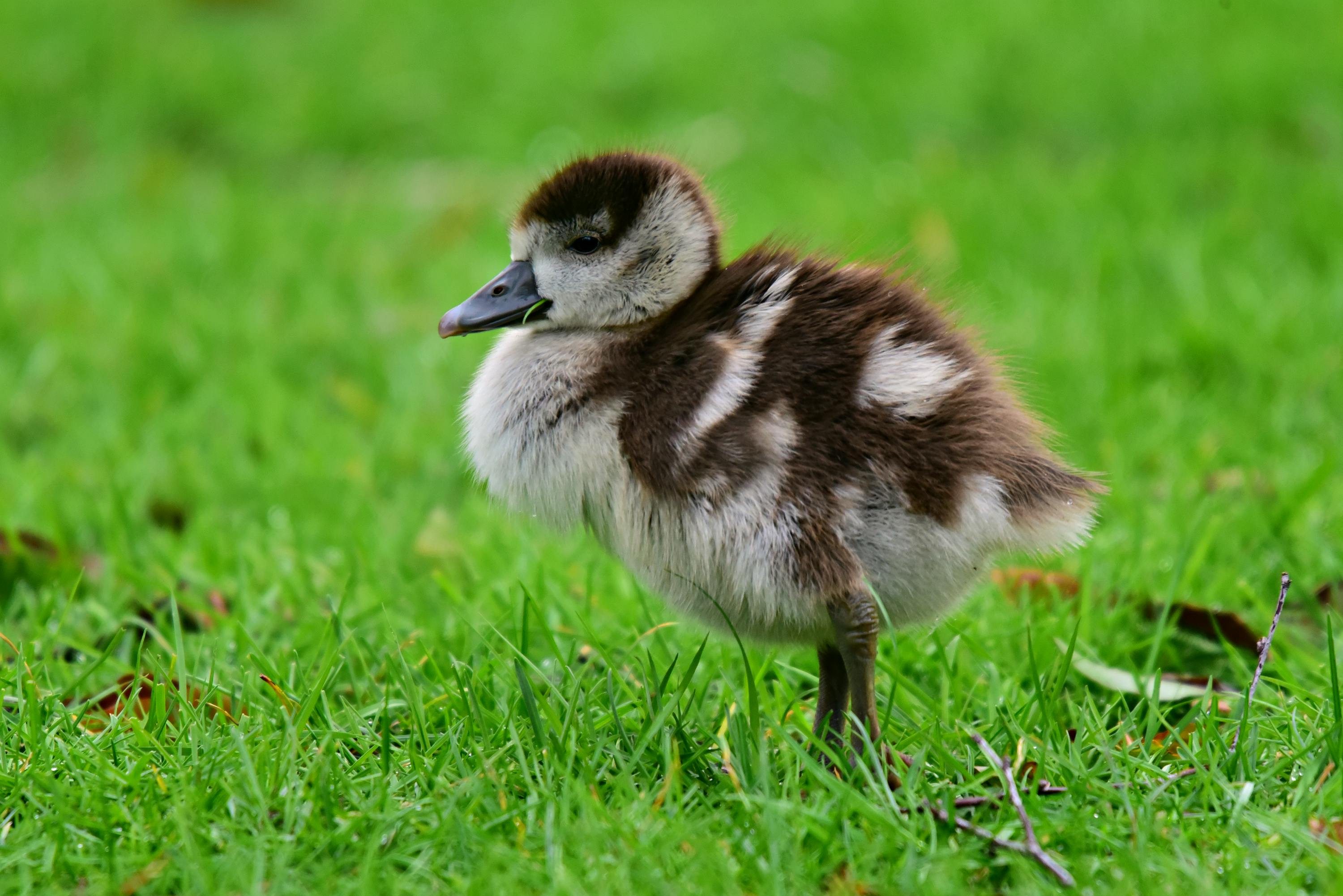 65+ Best Free Gosling Stock Photos & Images · 100% Royalty-Free HD ...