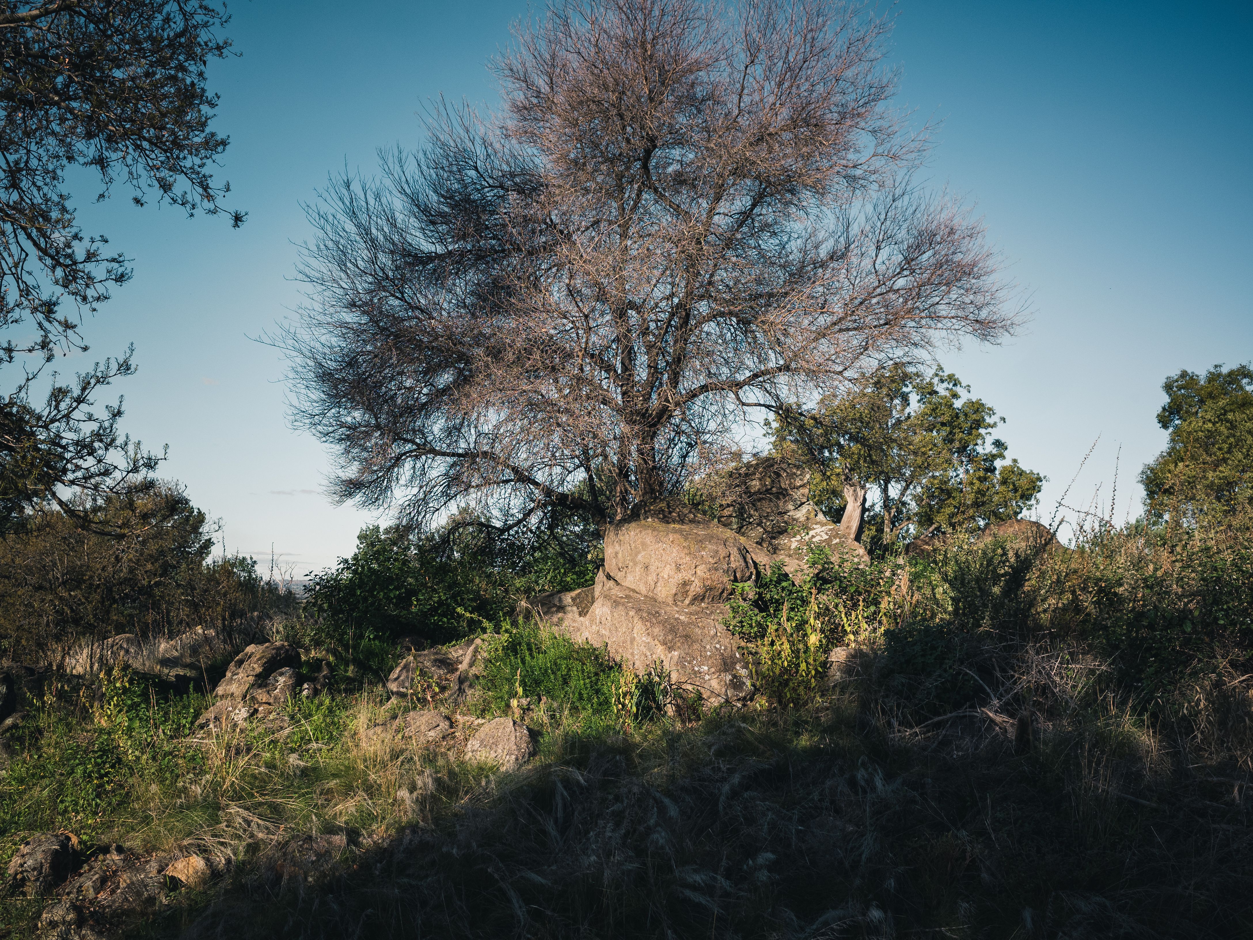 A Bare Tree on Brown Rock Formation Under Blue Sky · Free Stock Photo