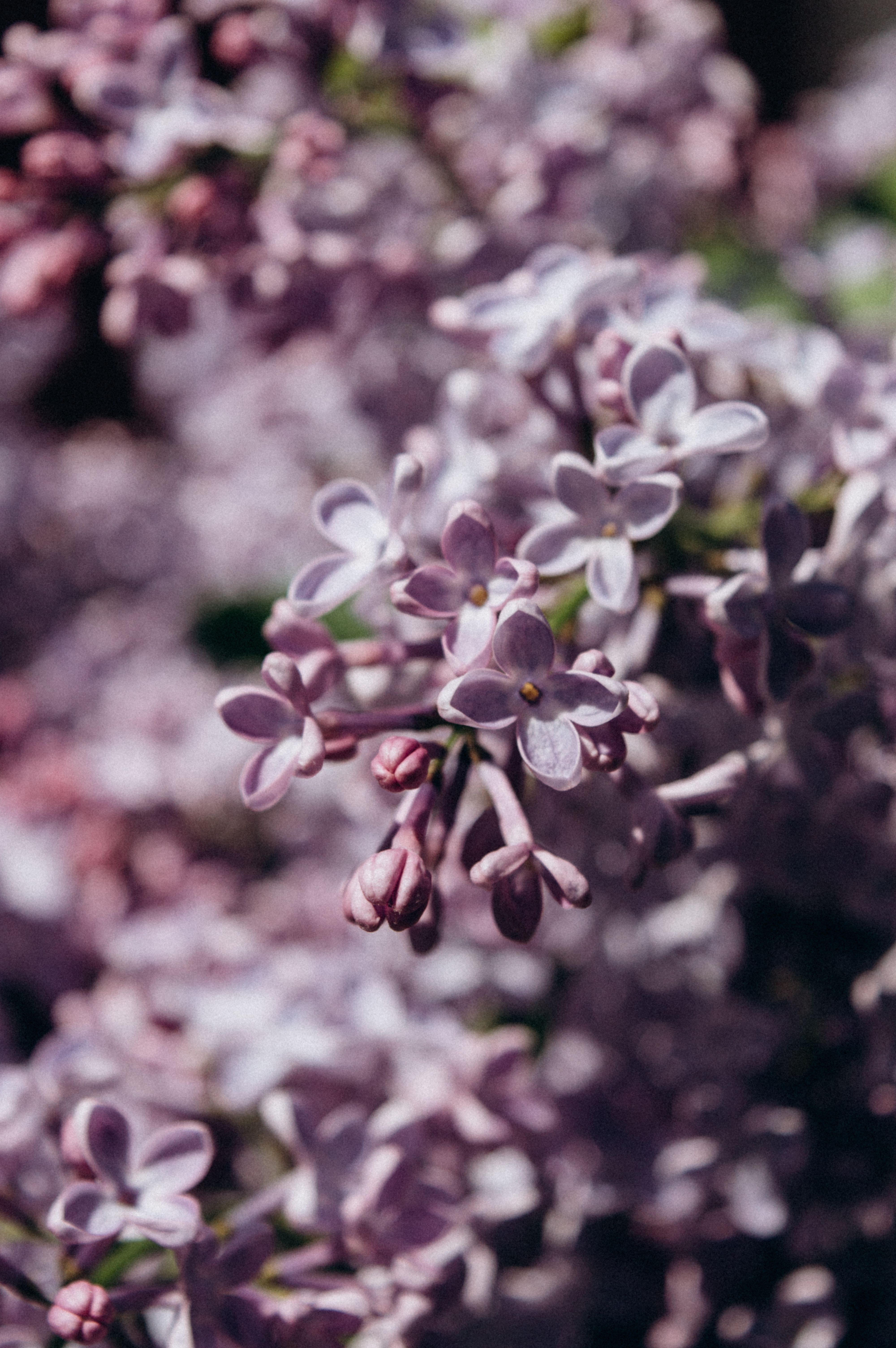 Flowering Plants with Blue Flowers · Free Stock Photo
