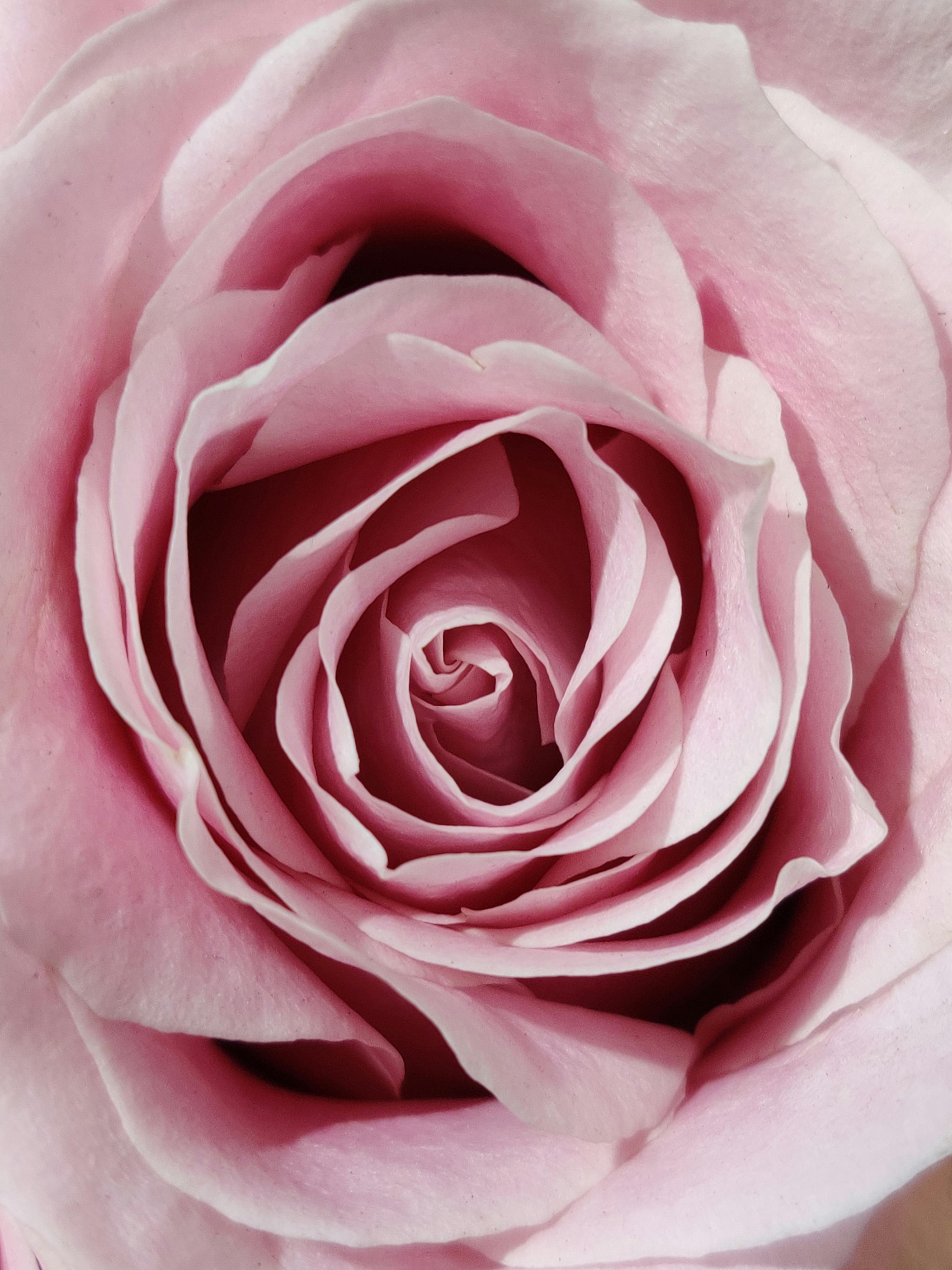Pink Rose Petals · Free Stock Photo