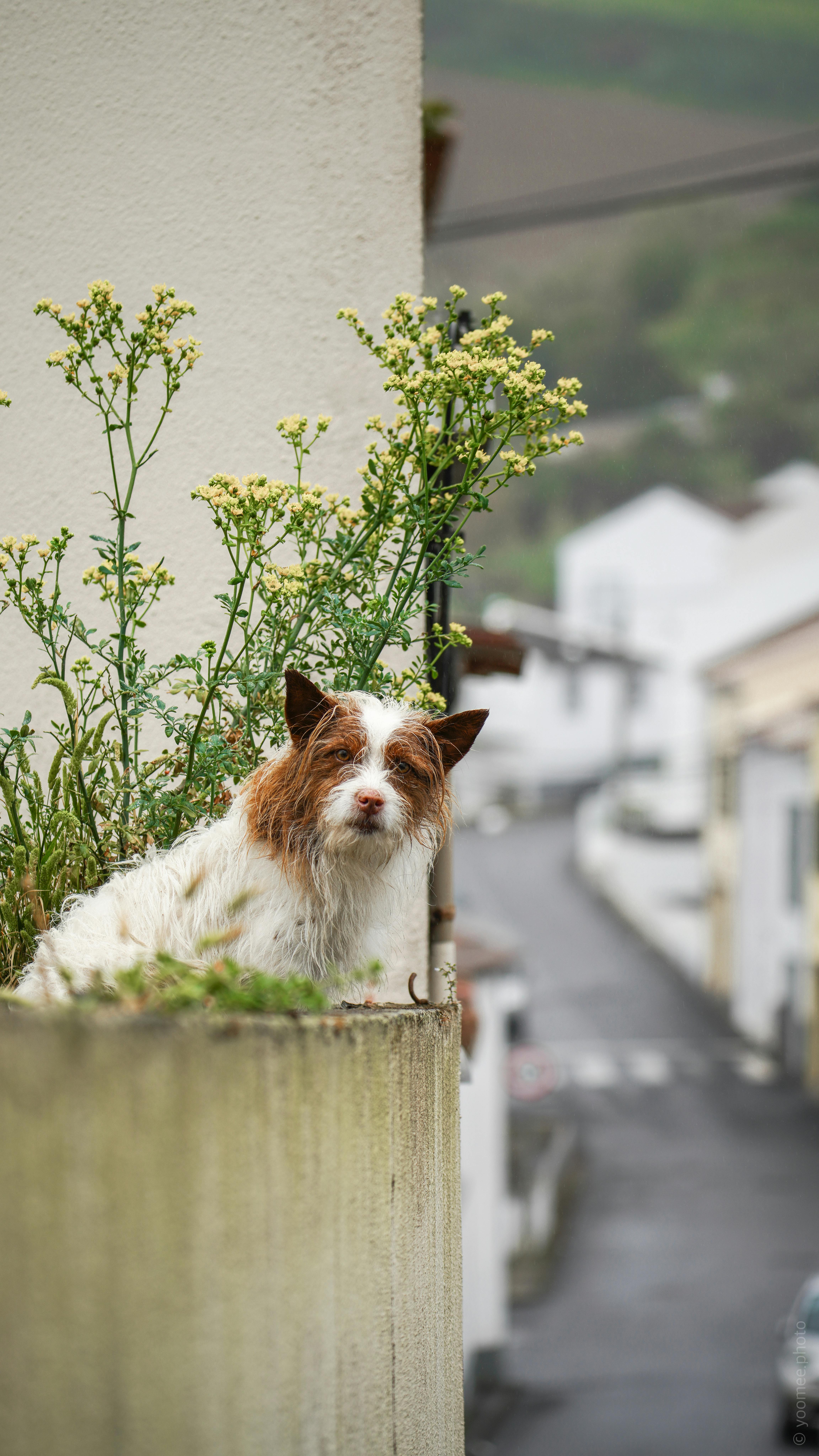A Dog Looking Outside · Free Stock Photo