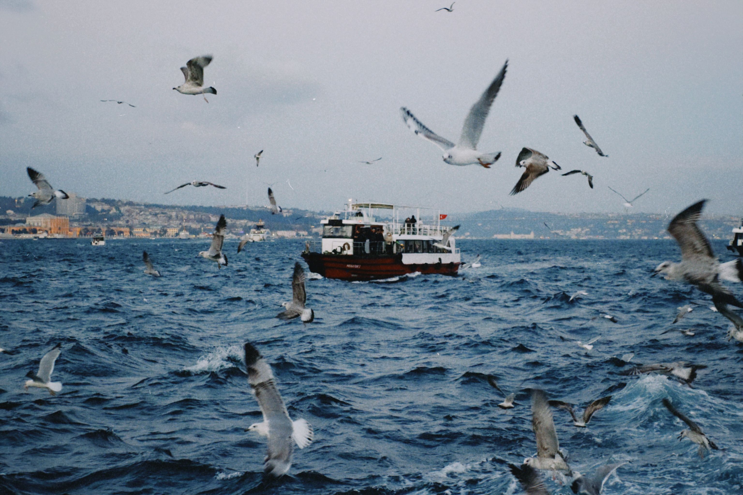 Seagulls Flying Over the Sea and a Boat · Free Stock Photo