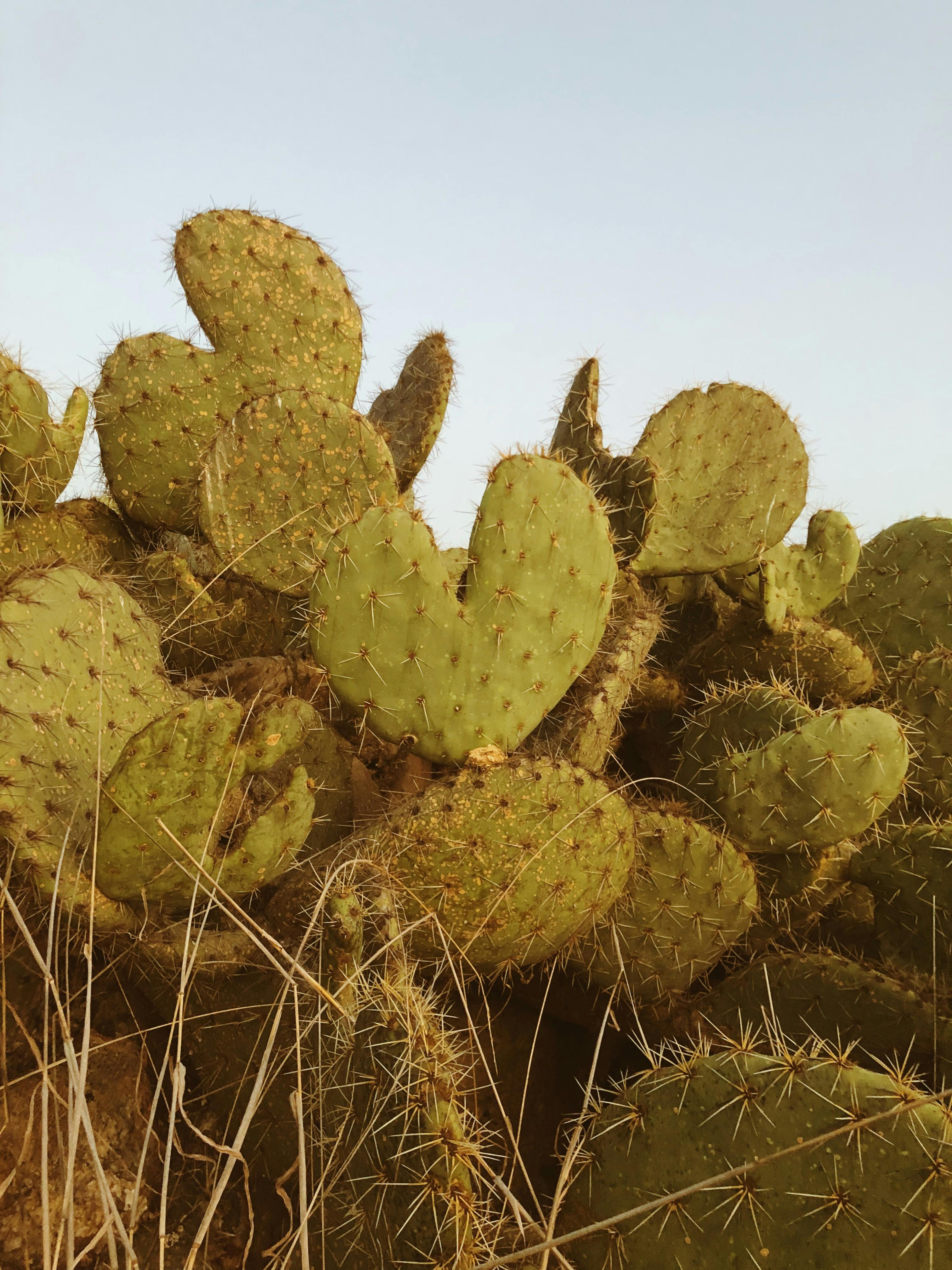 Close-up Shot Of Cactus · Free Stock Photo