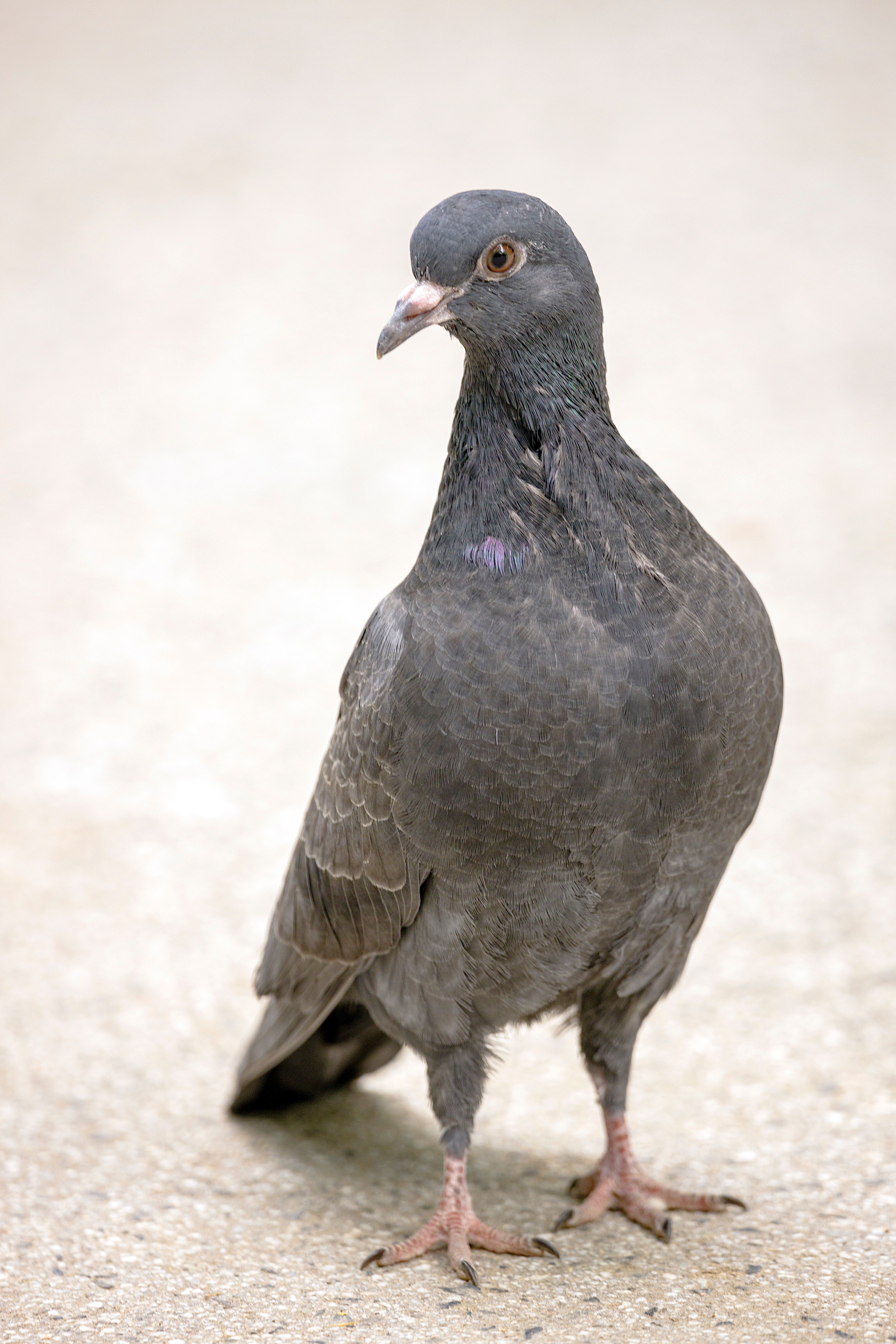 Close up of Pigeon · Free Stock Photo