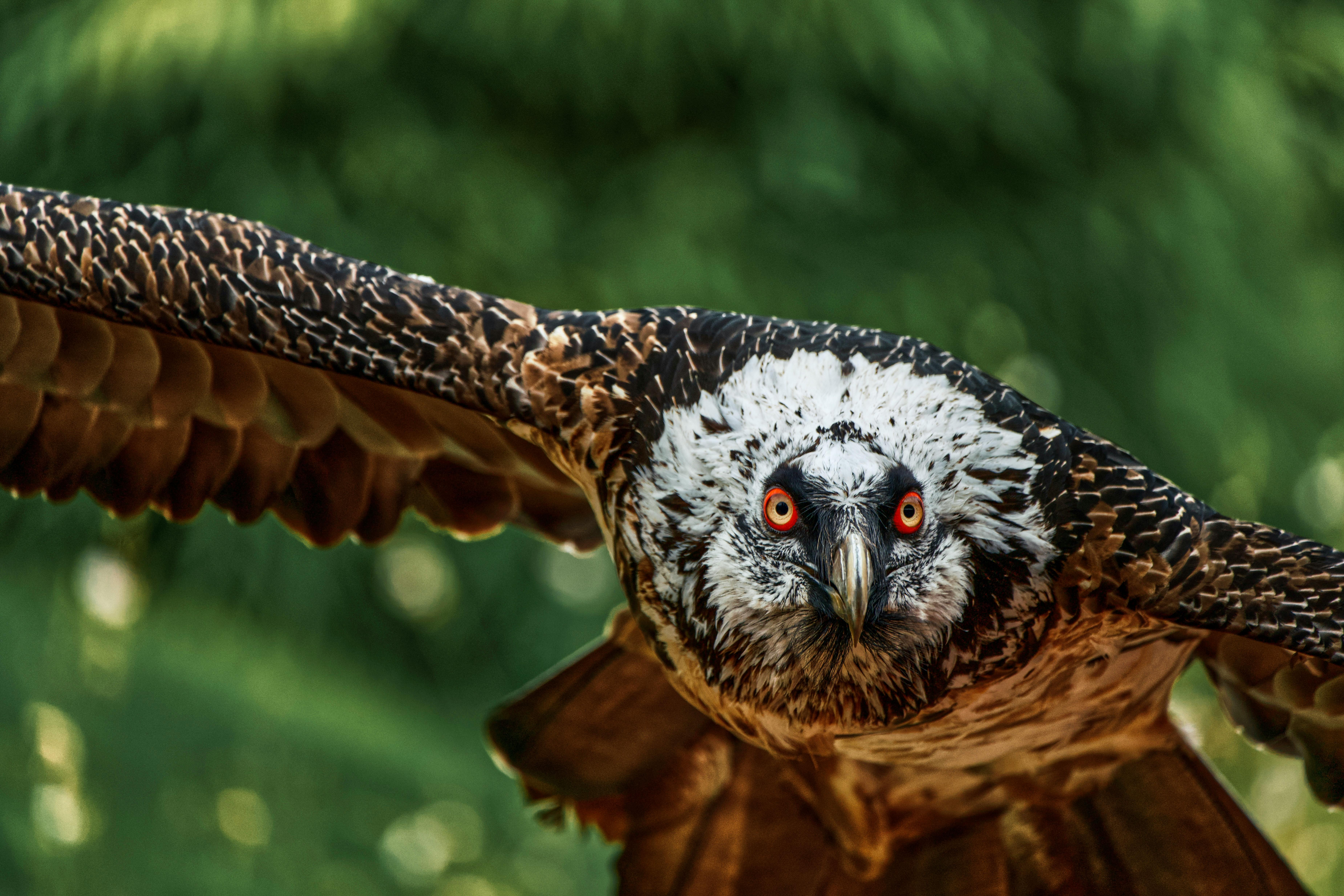 Falcon on Flight · Free Stock Photo