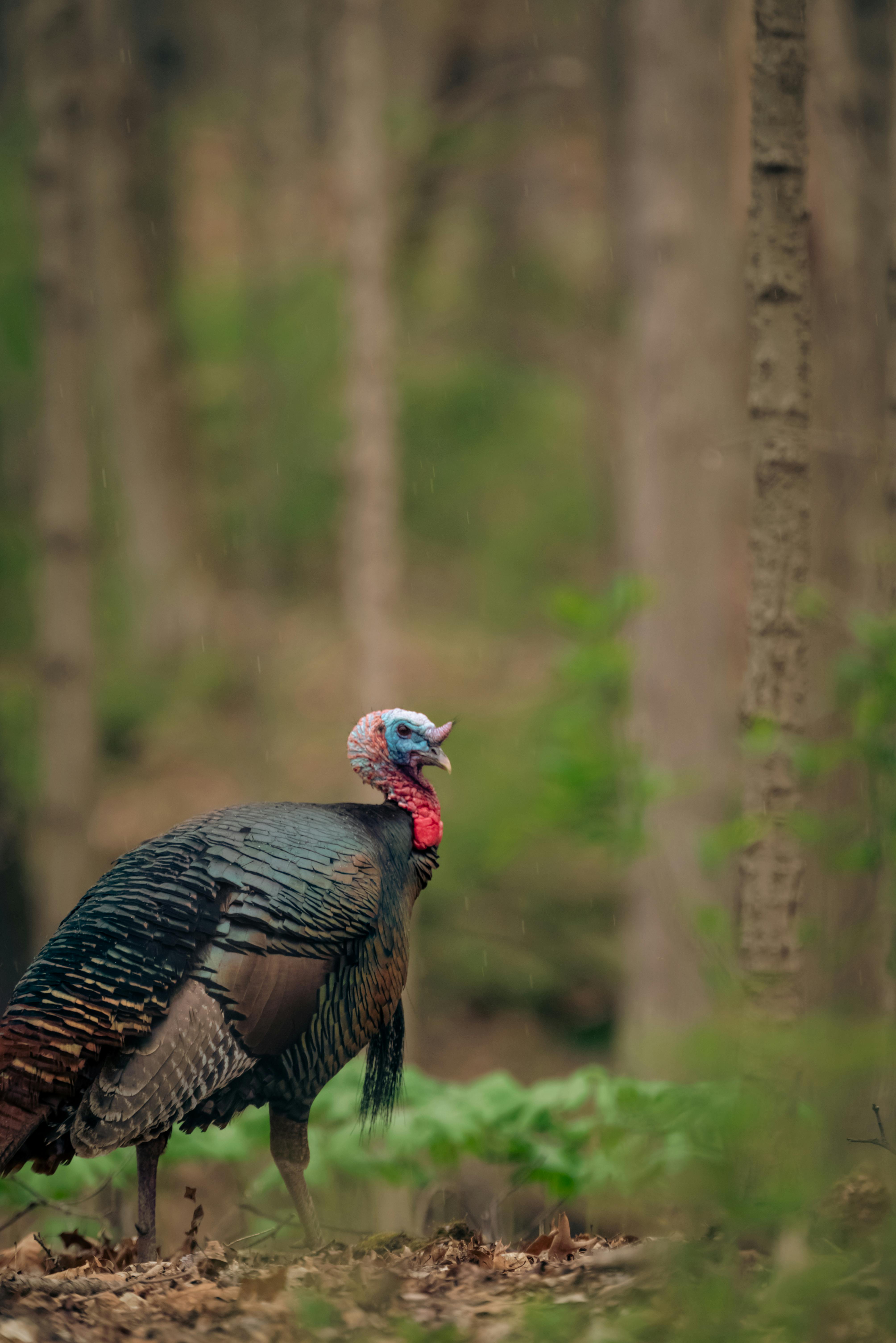 Male and Female Siamese Fireback Pheasants · Free Stock Photo