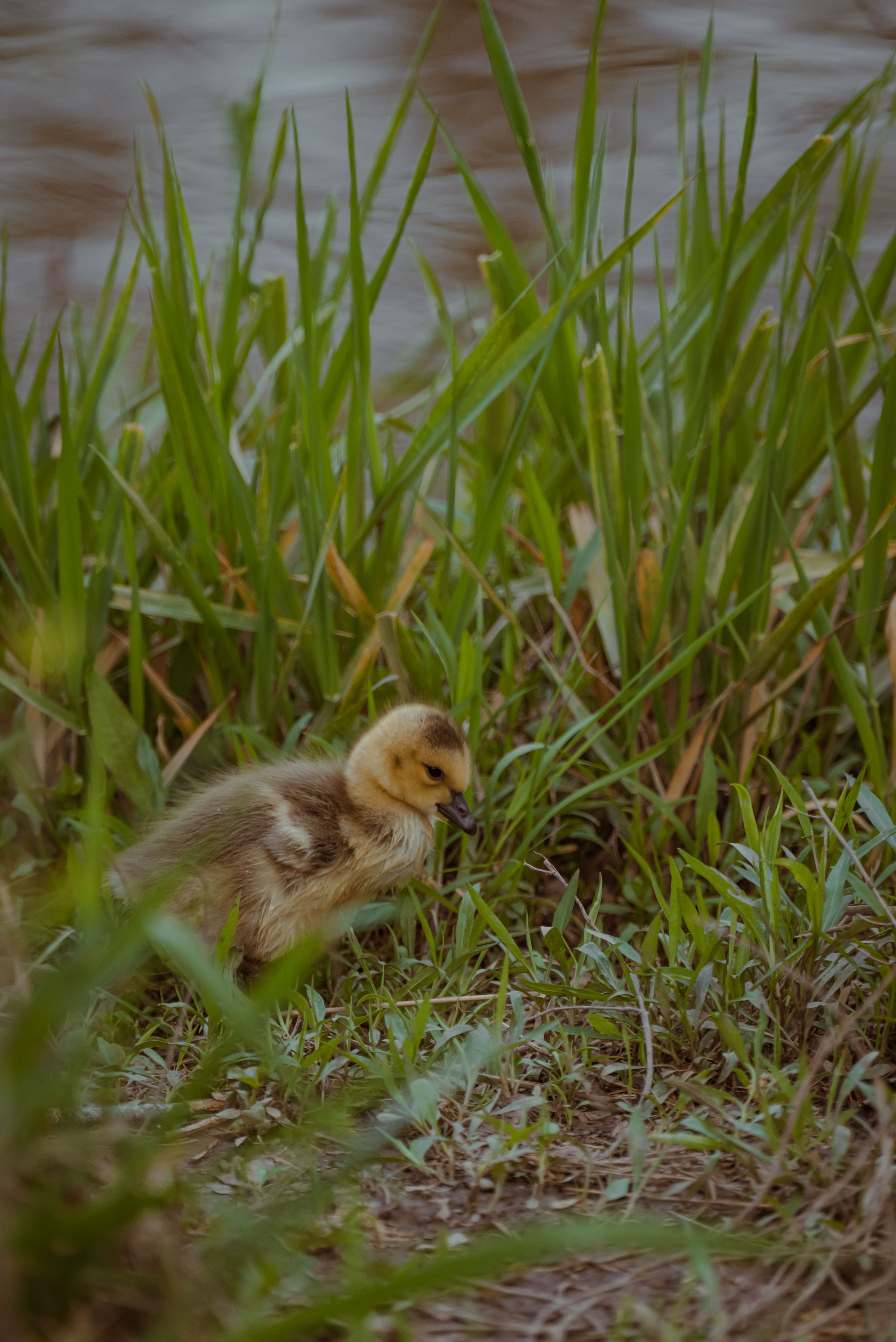 Yellow Duckling on the Wooden Table · Free Stock Photo