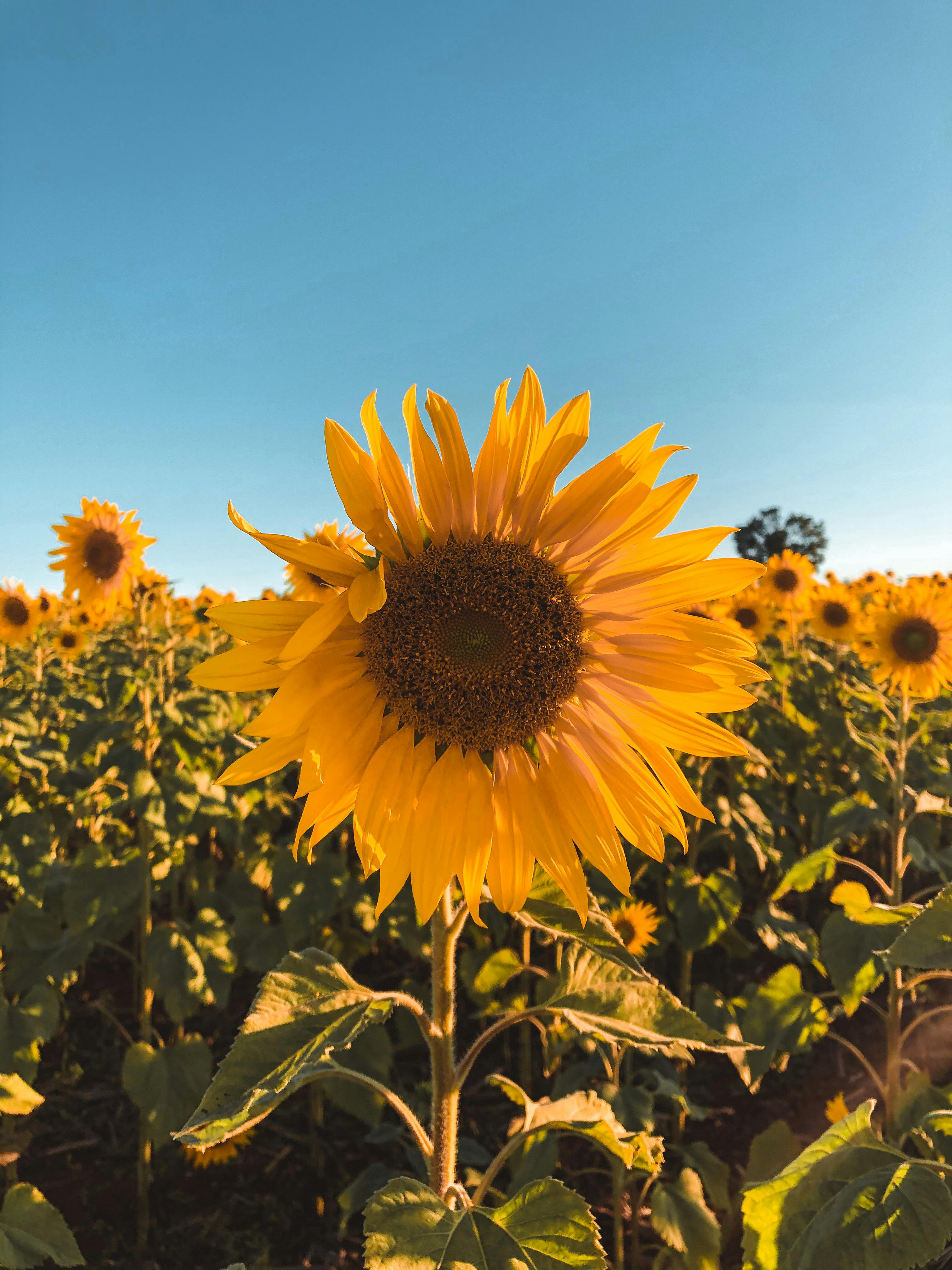 A Sunflower in Bloom · Free Stock Photo