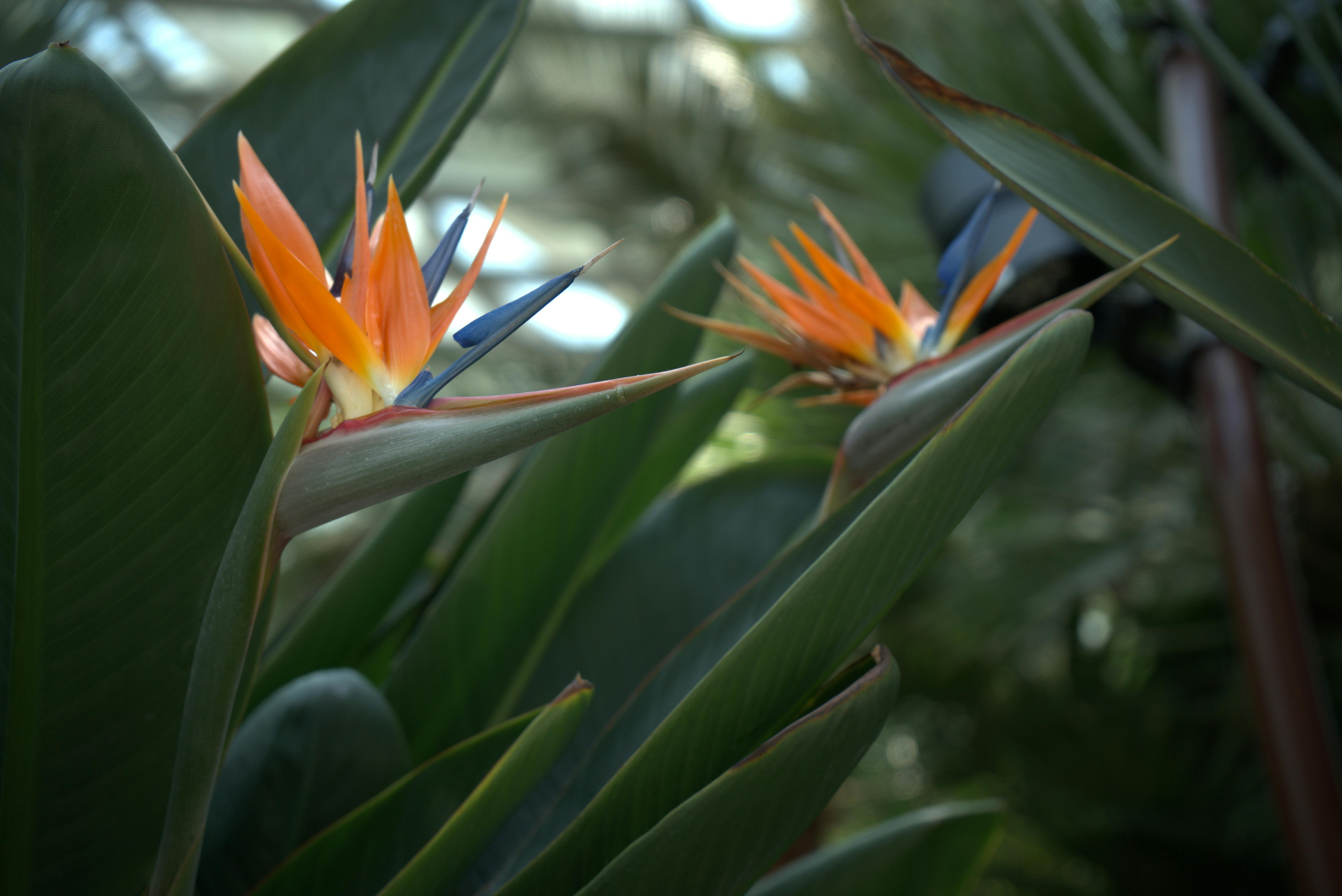 Orange Flowers of Strelitzia · Free Stock Photo