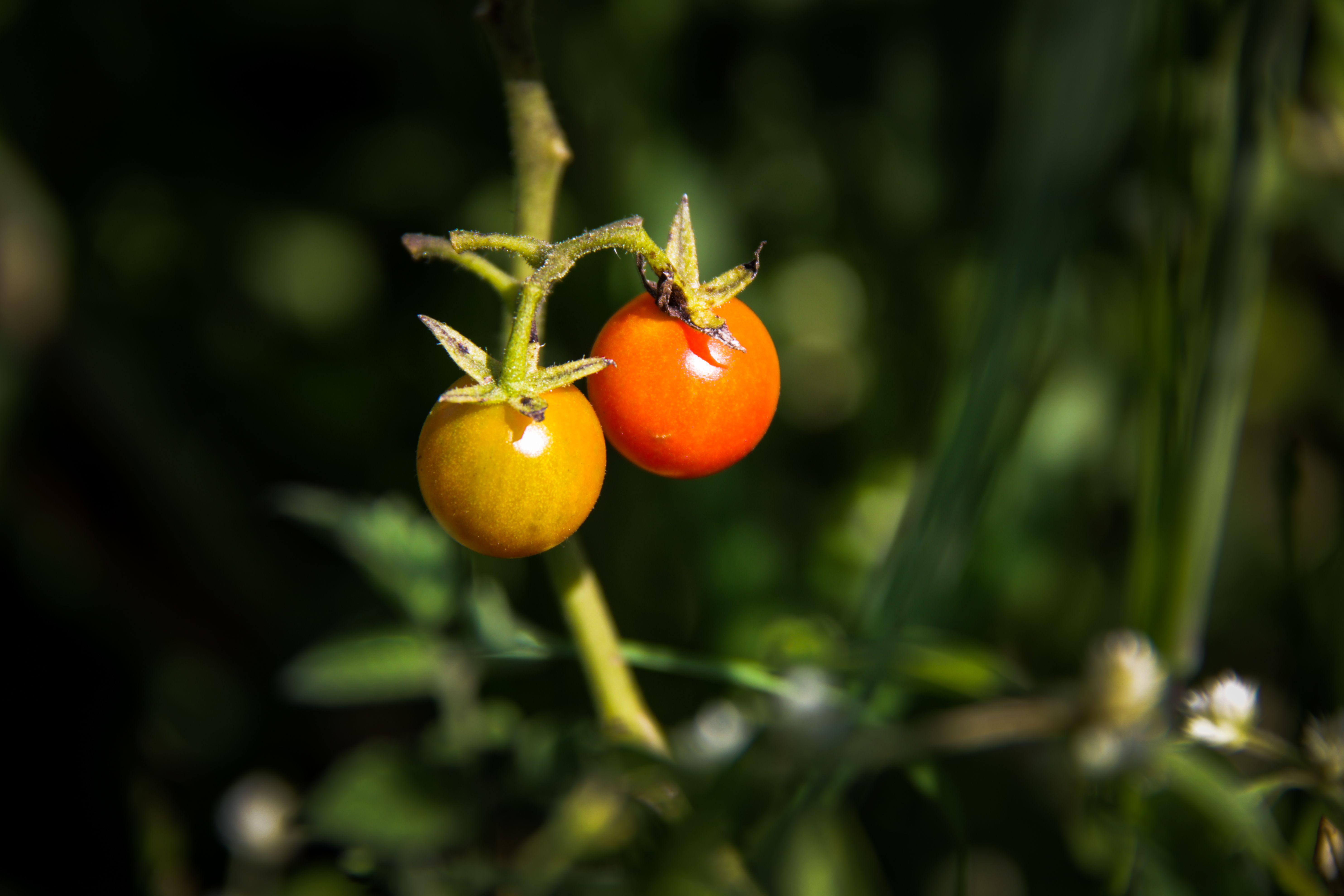 Orange Cherry Tomatoes · Free Stock Photo