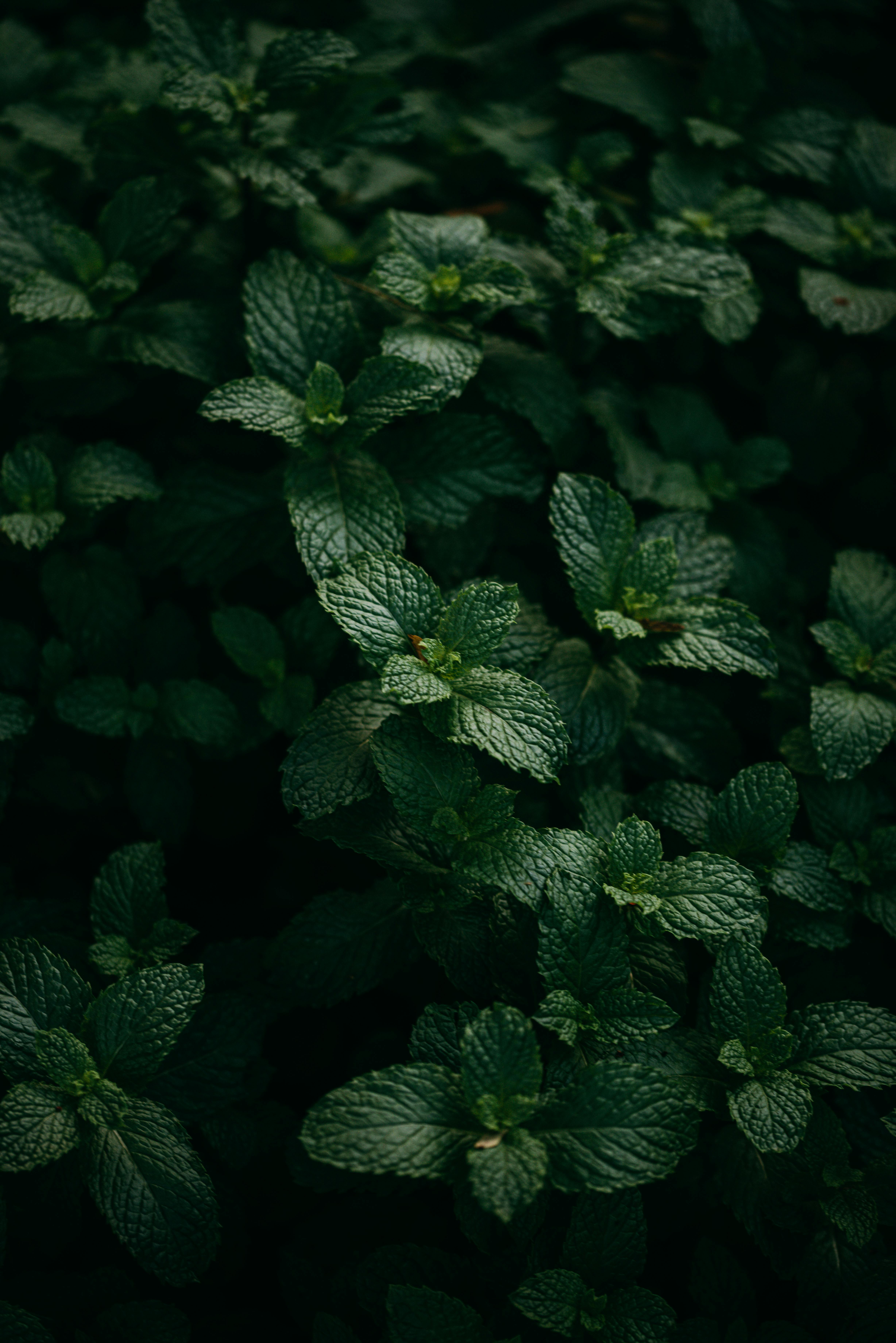 200+ Best Peppermint Photos · 100% Free Download · Pexels Stock Photos