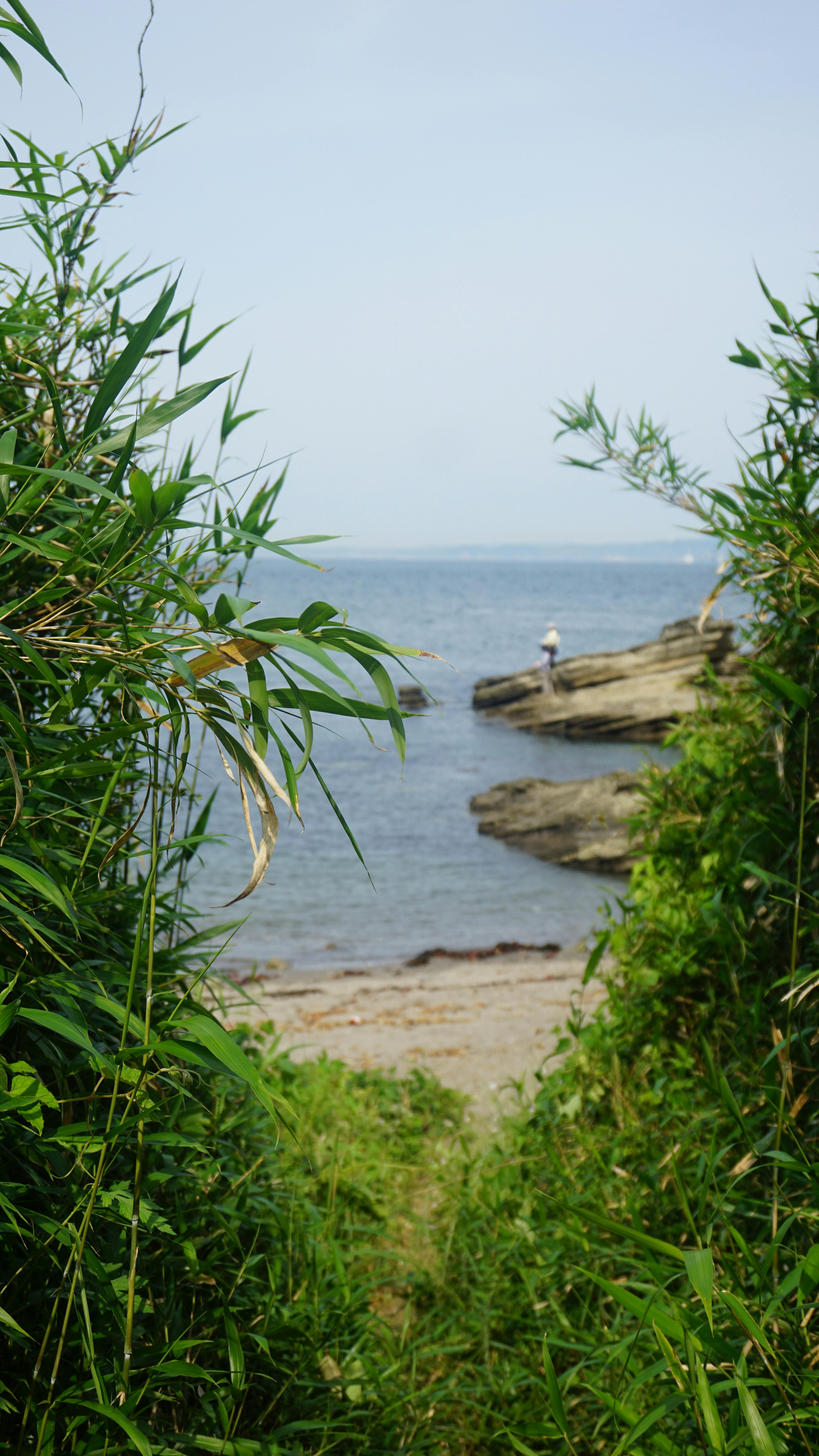 Vegetation in Seaside · Free Stock Photo
