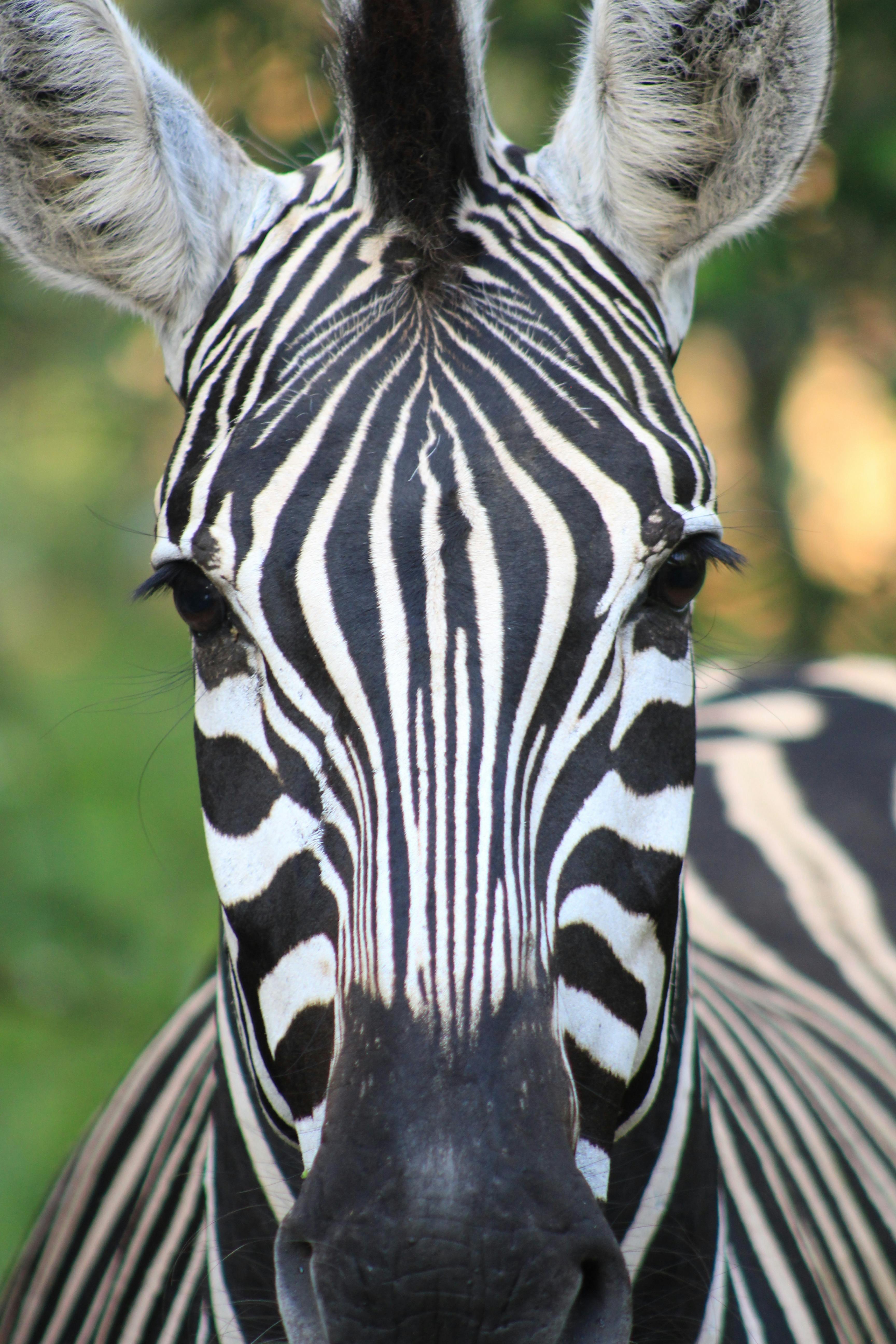 Close-Up Shot of a Zebra · Free Stock Photo