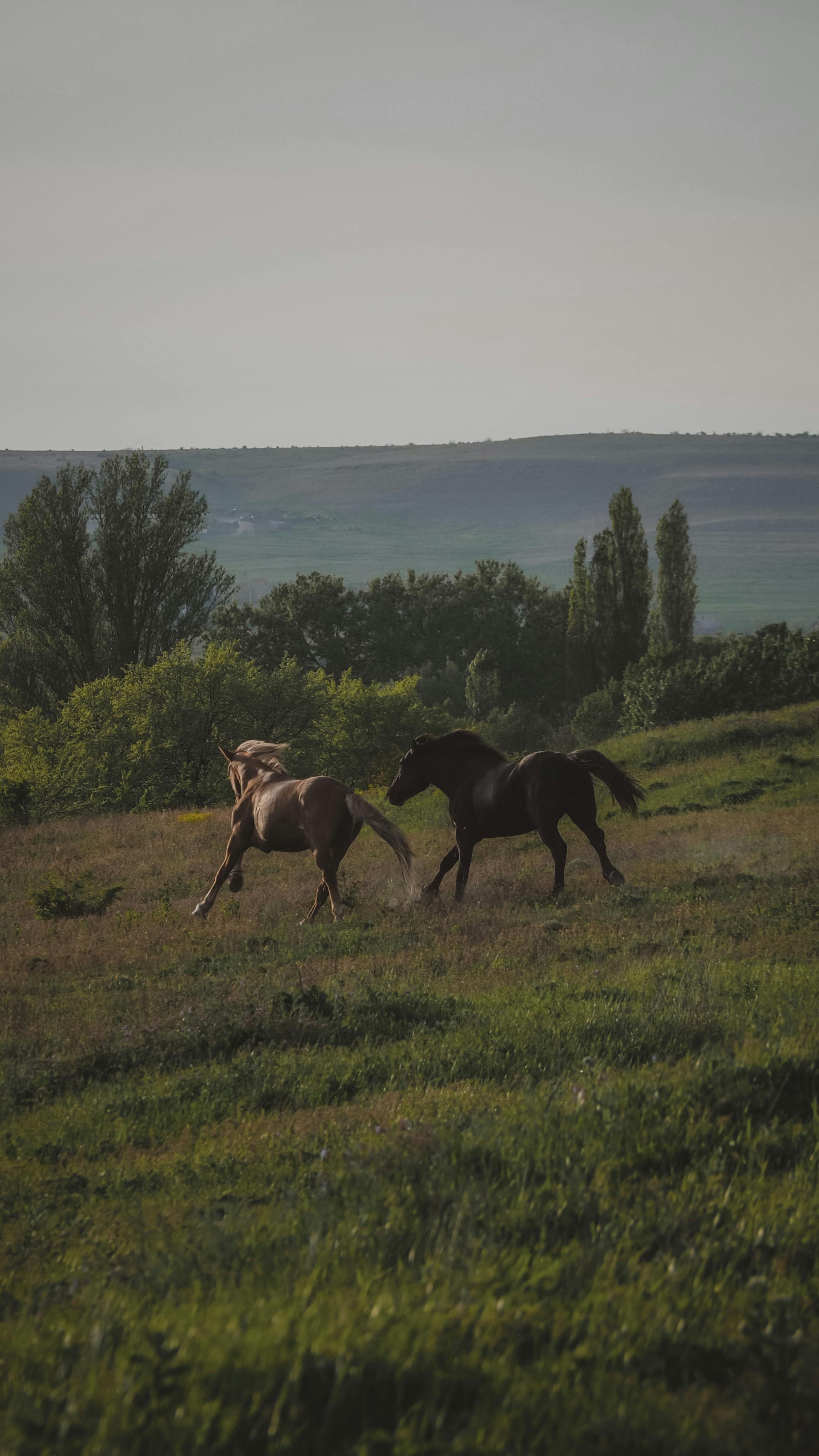 16k Wallpaper Two Horse Running Photos, Download The BEST Free 16k ...