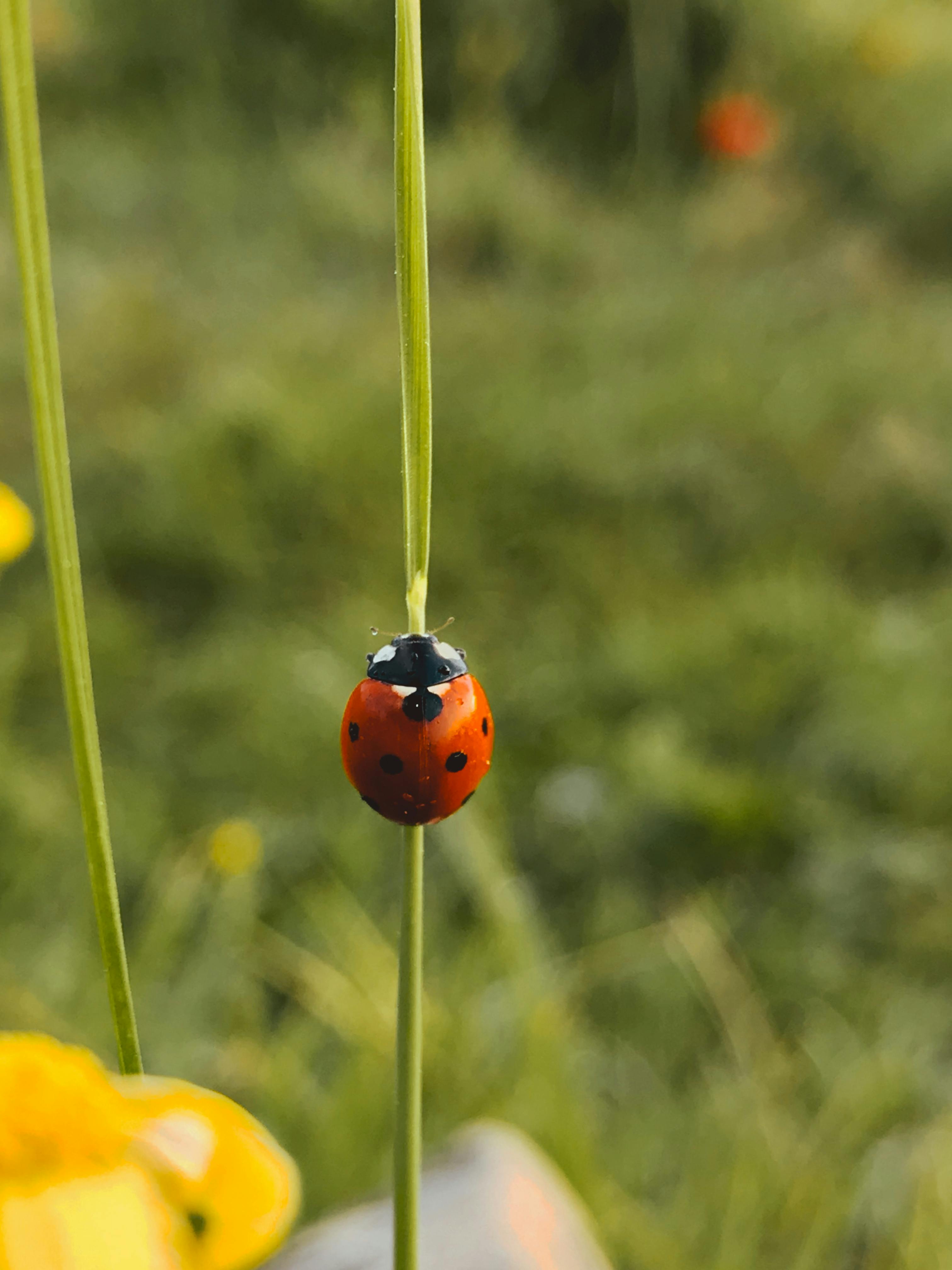 432+ Best Free Ladybugs Stock Photos & Images · 100% Royalty-Free HD ...