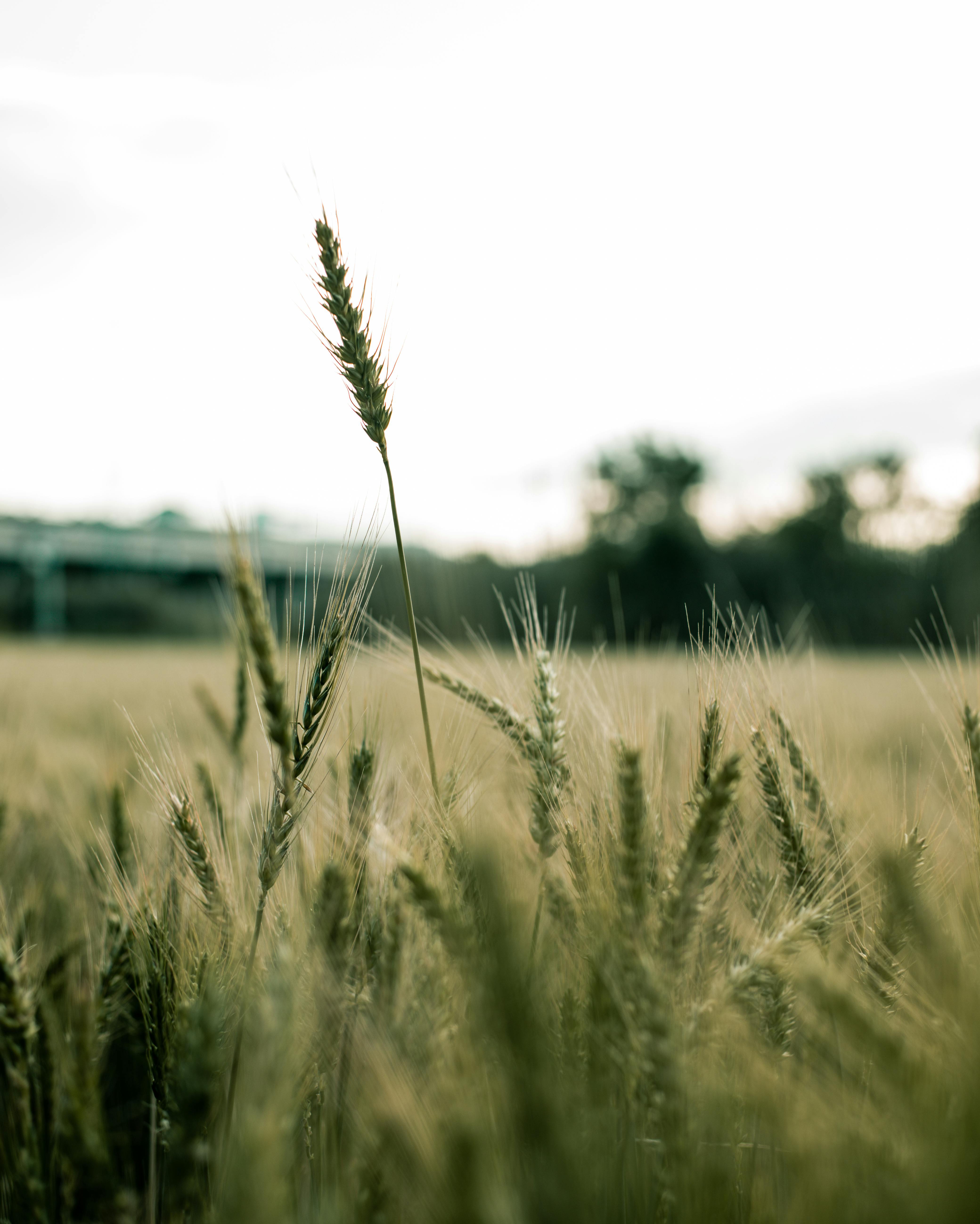 A Close-Up Shot of Wheat · Free Stock Photo