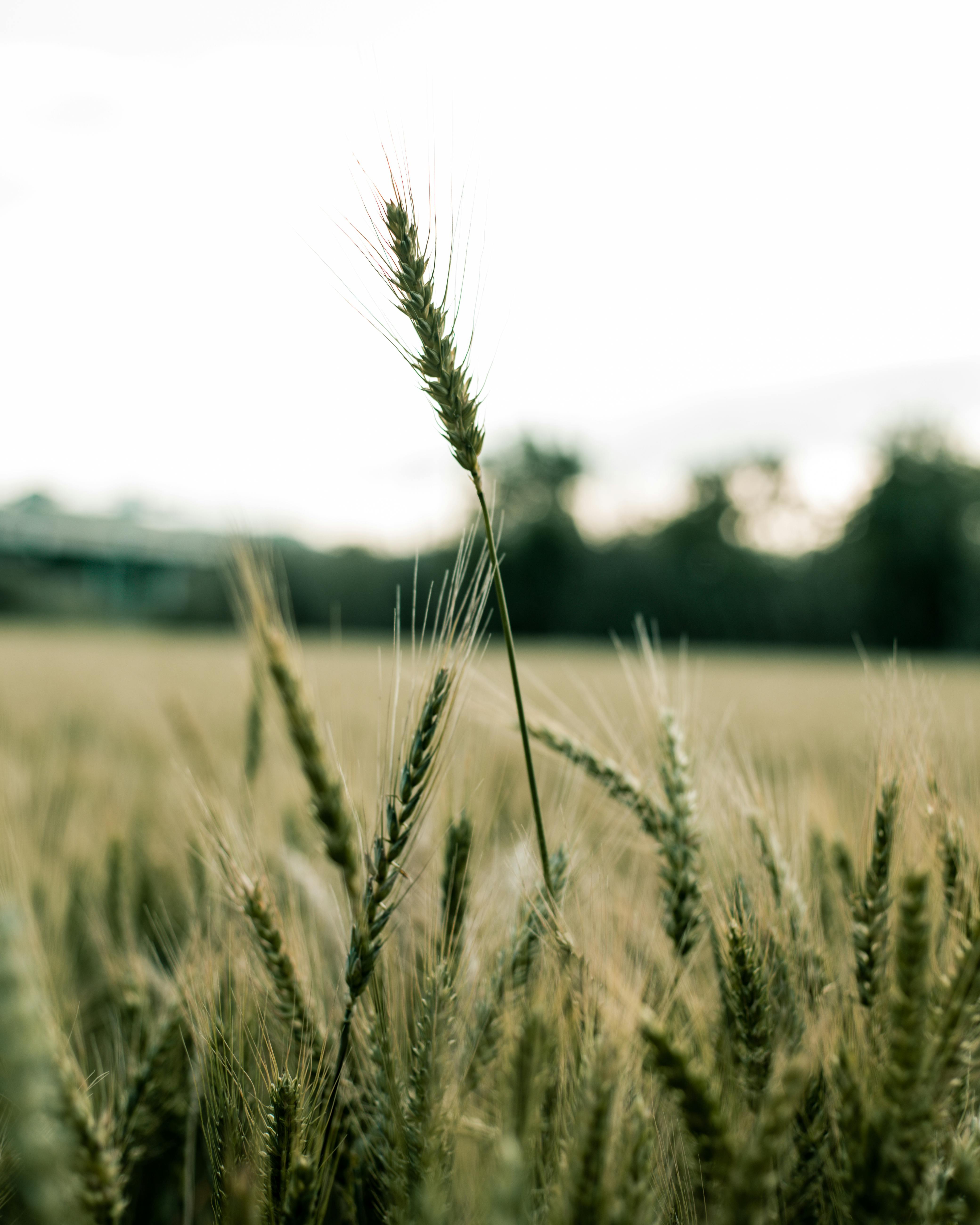 Close up of Barley on Field · Free Stock Photo