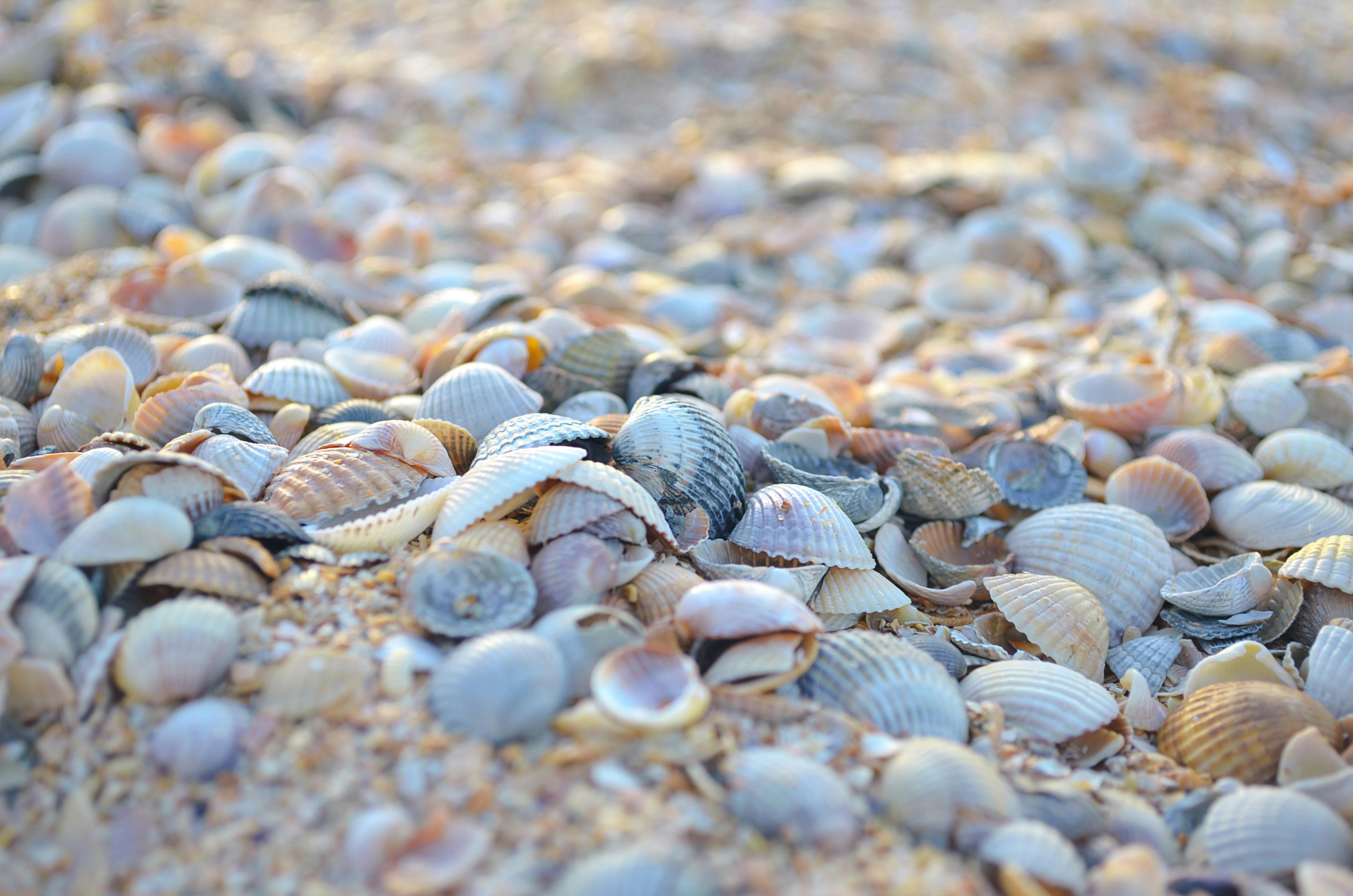 Close-up Photo of Blue Shells · Free Stock Photo