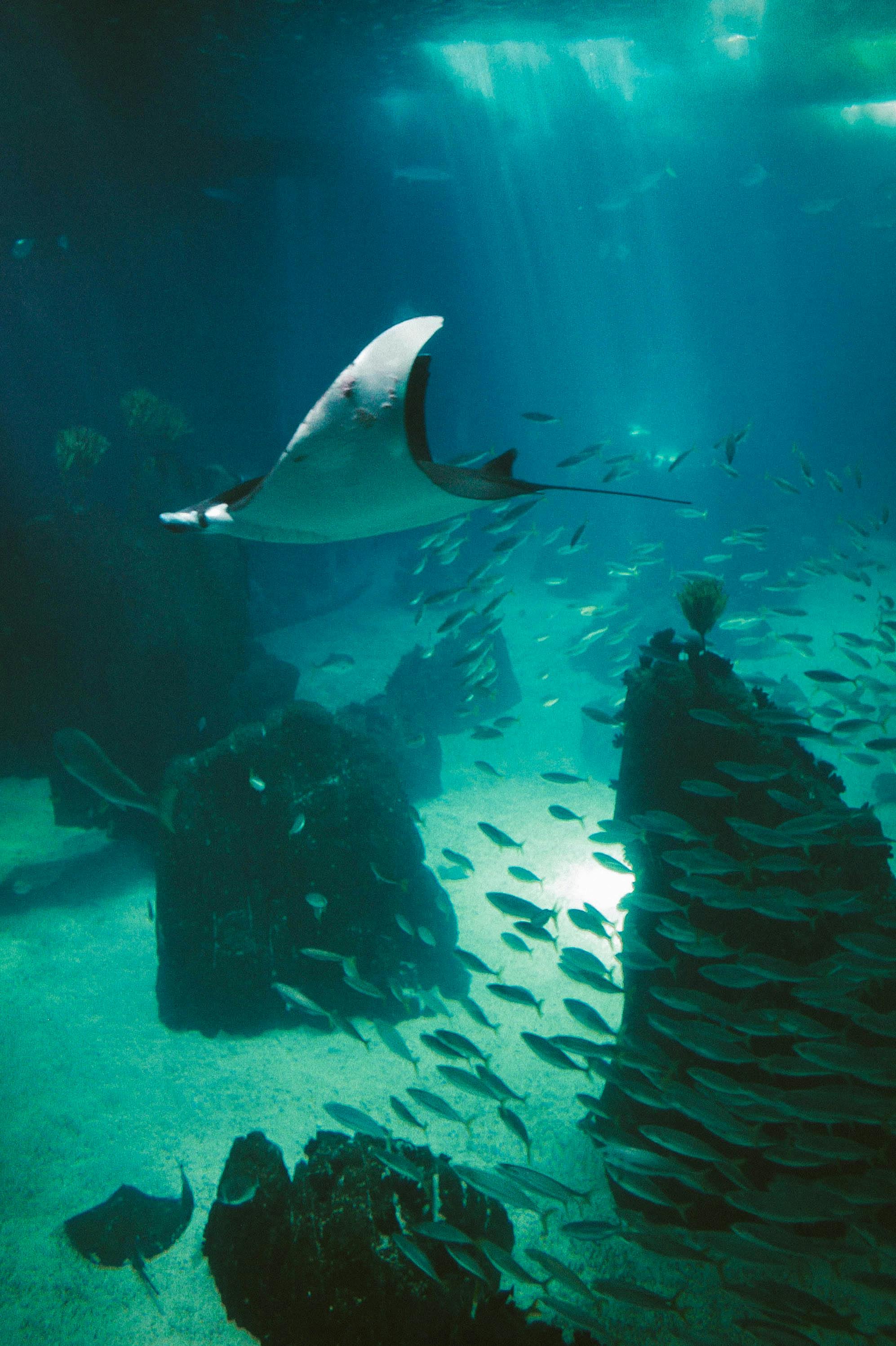 Free stock photo of deep ocean, fish, light beam