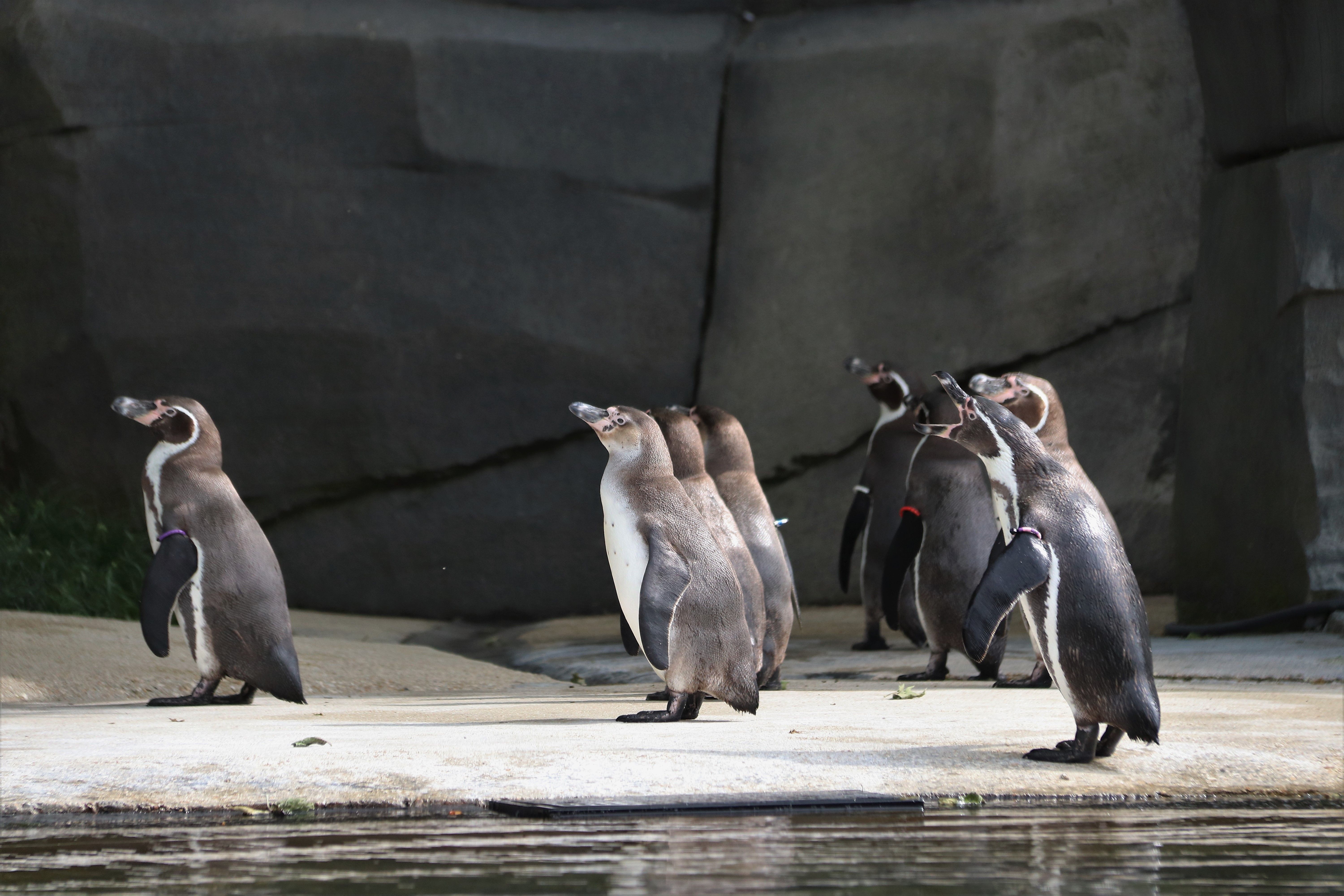 Paris France Animals: Aquariums and Wild Encounters