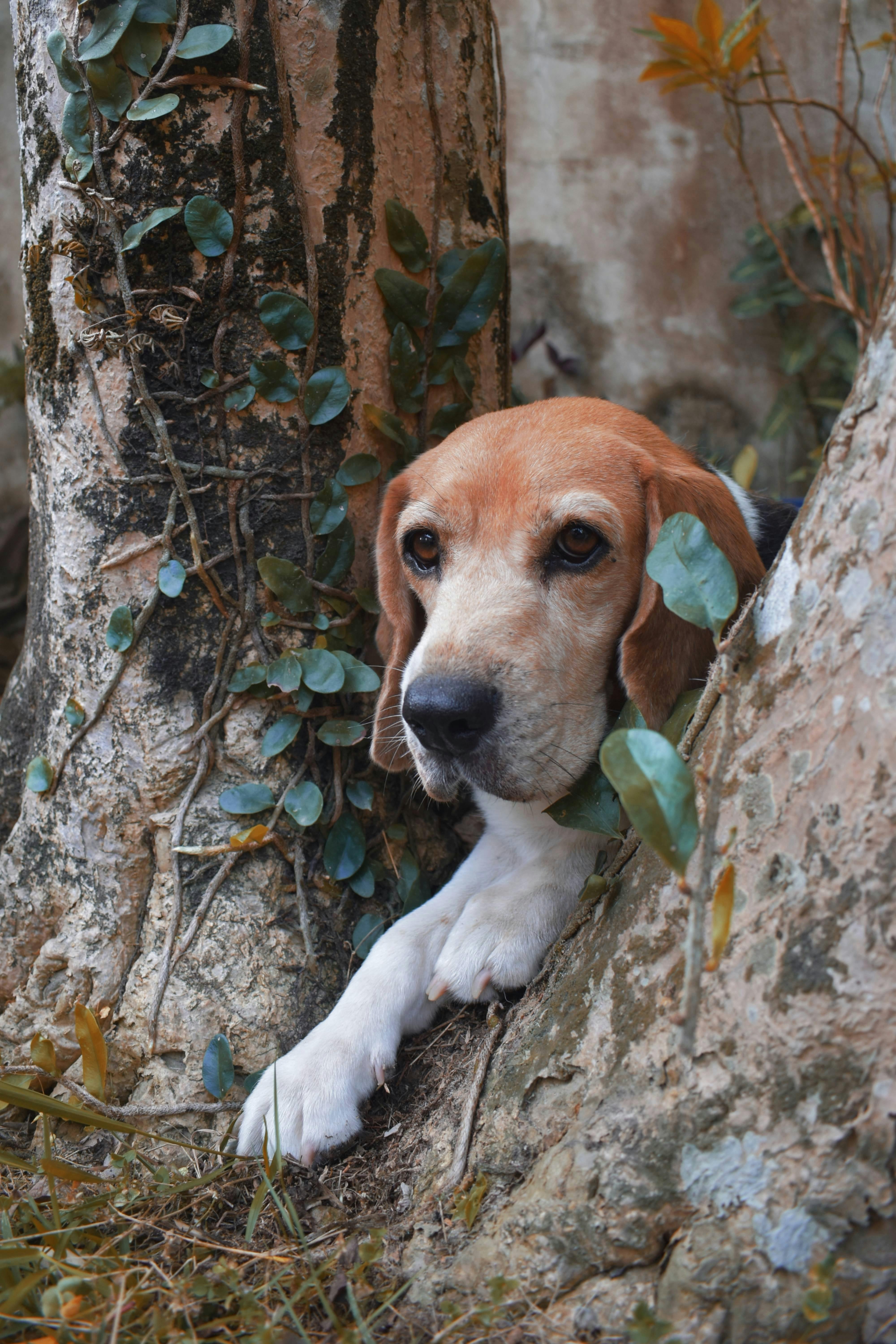 Close-Up Shot of a Dog · Free Stock Photo