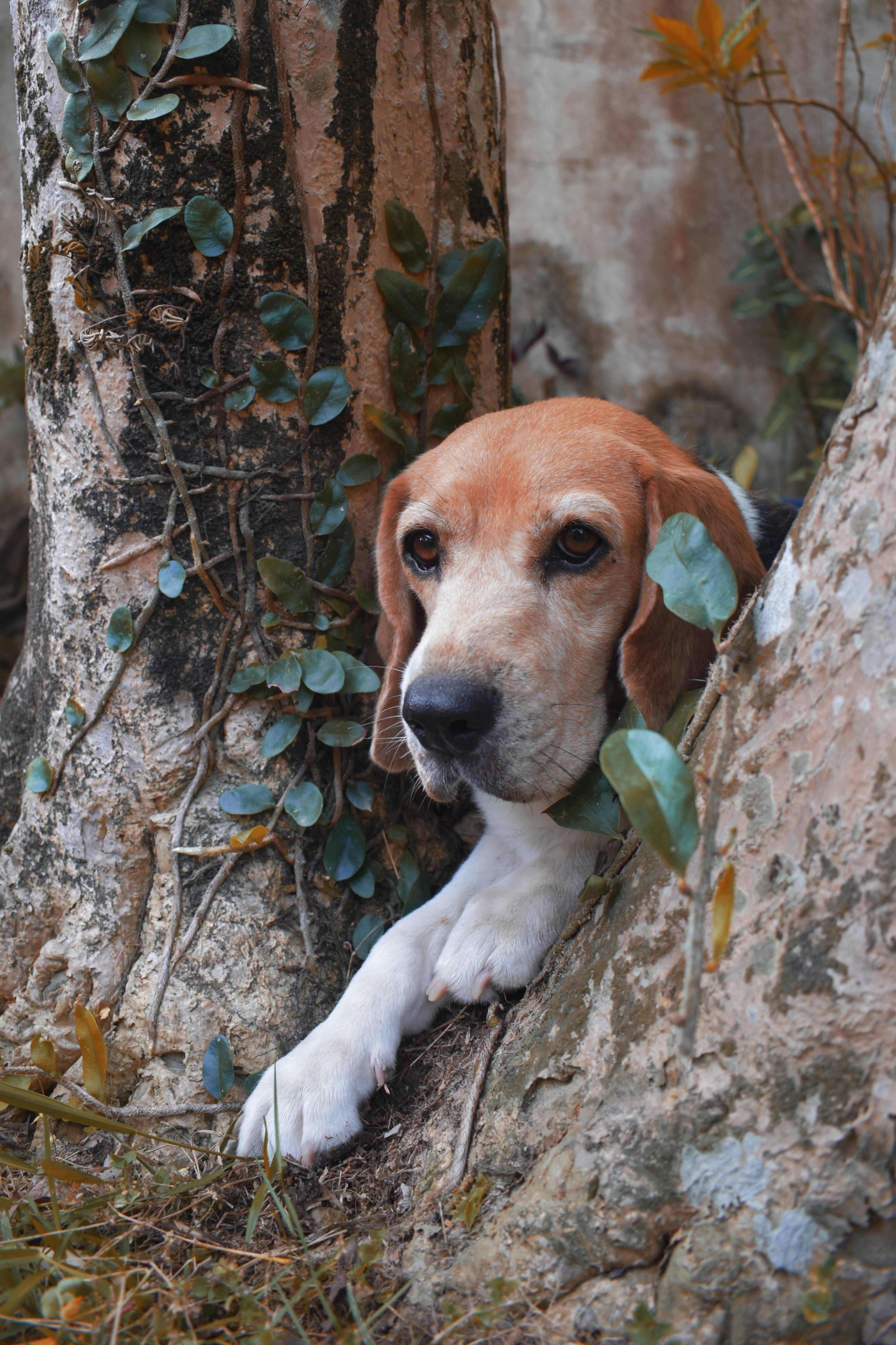 Dog Barking Up Tree Photos, Download The BEST Free Dog Barking Up Tree ...