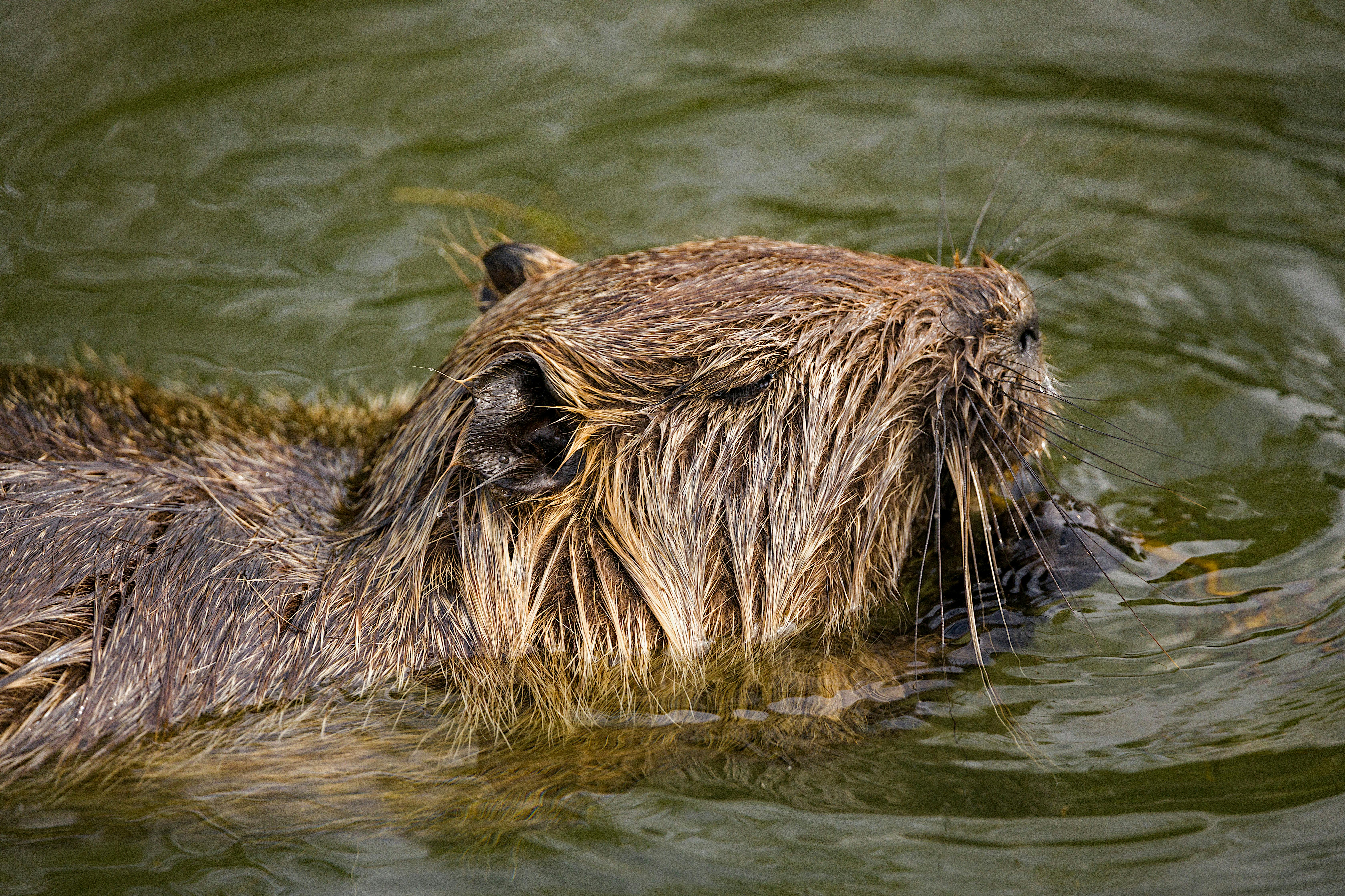 Beaver in Water · Free Stock Photo