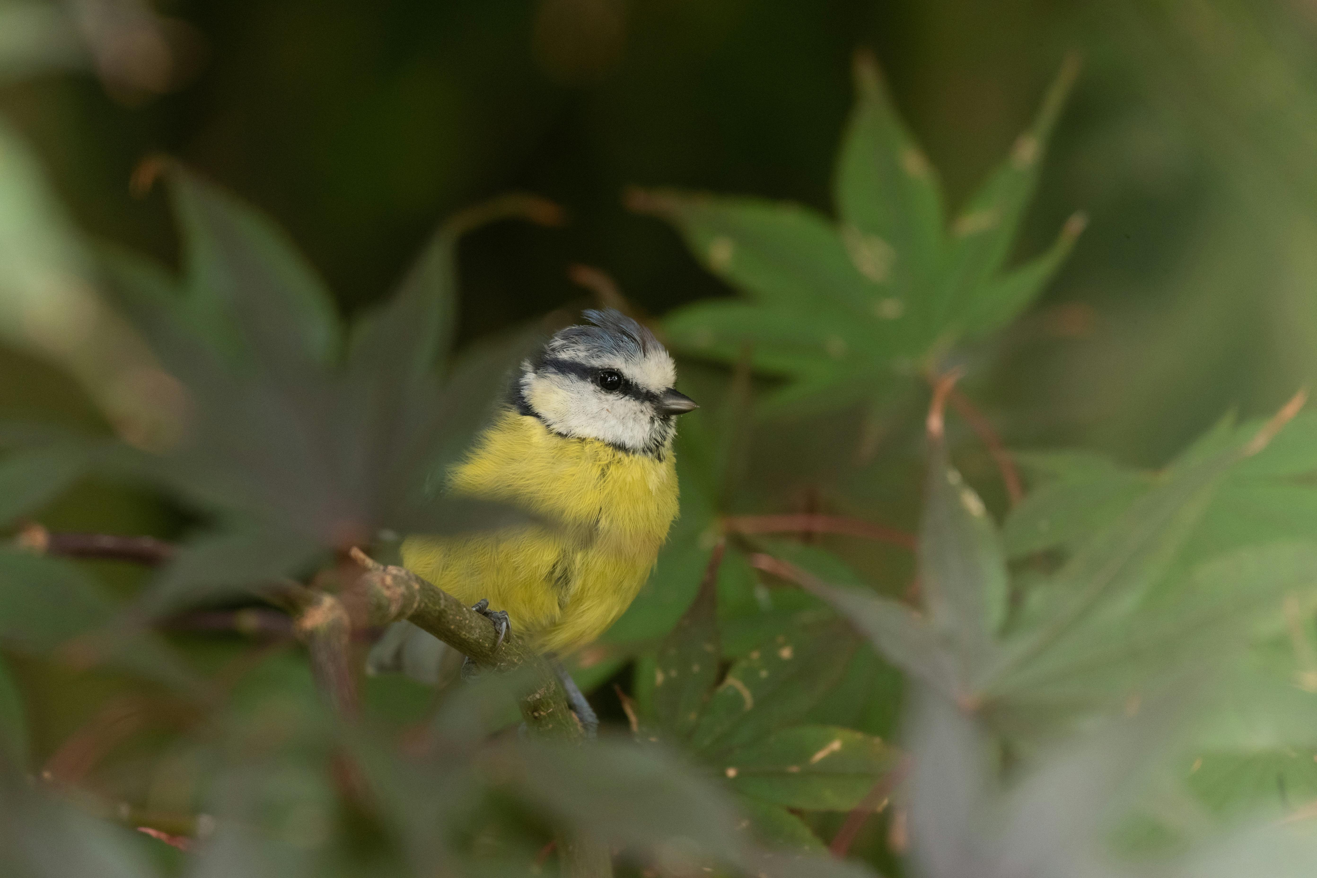 Eurasian Blue Tit Bird · Free Stock Photo