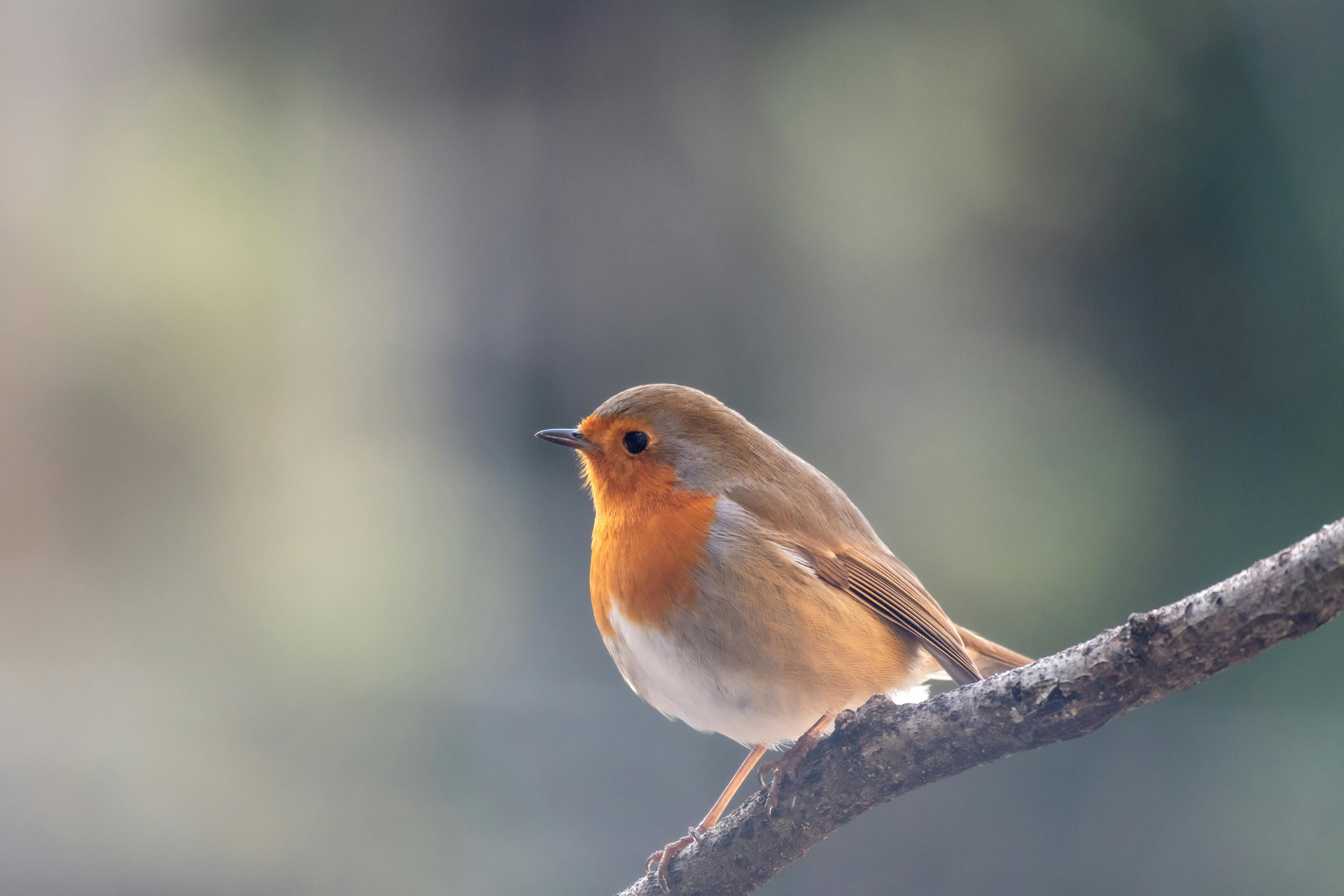 Robin Catching Worm · Free Stock Photo