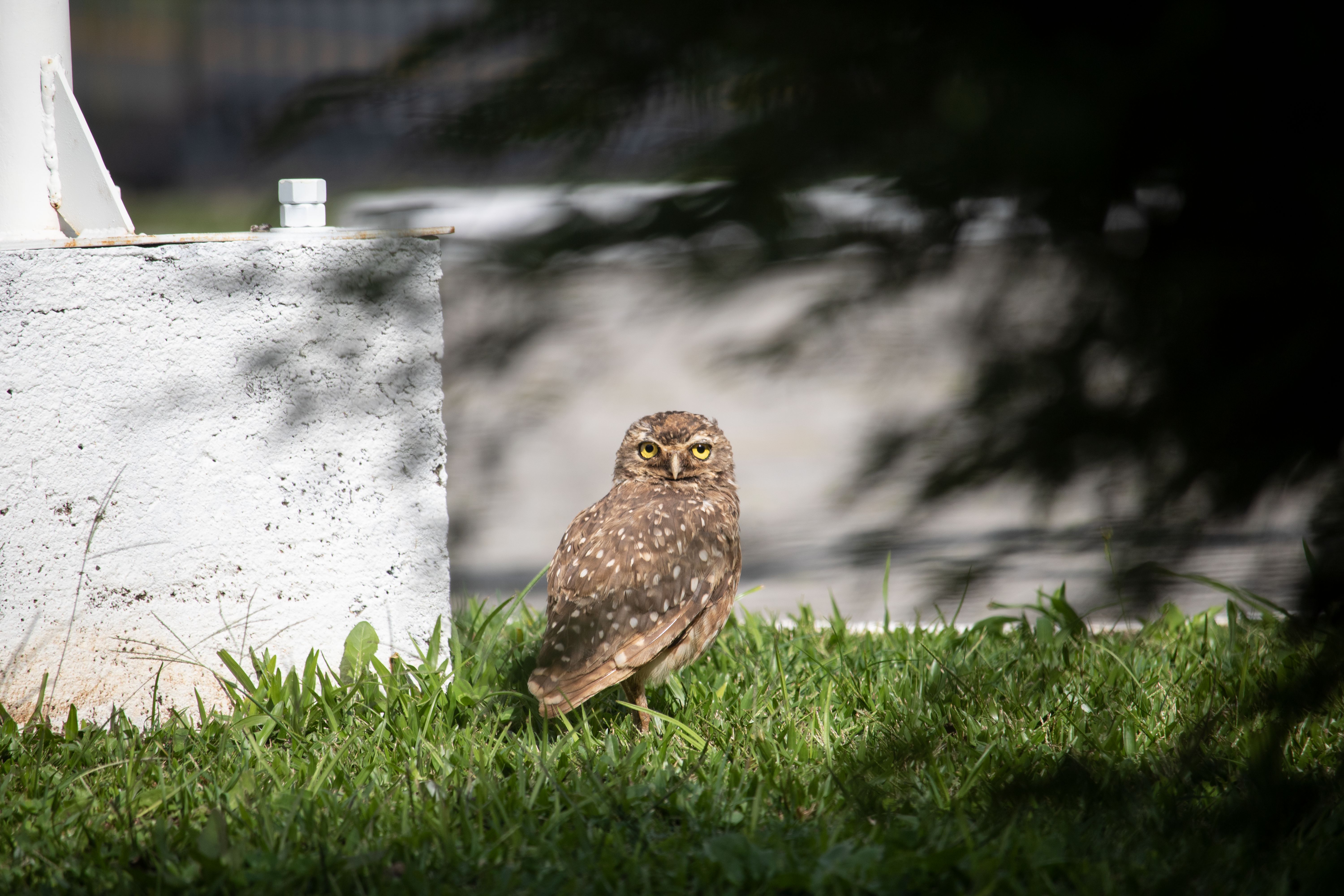 Burrow Owl Photos, Download The BEST Free Burrow Owl Stock Photos & HD ...