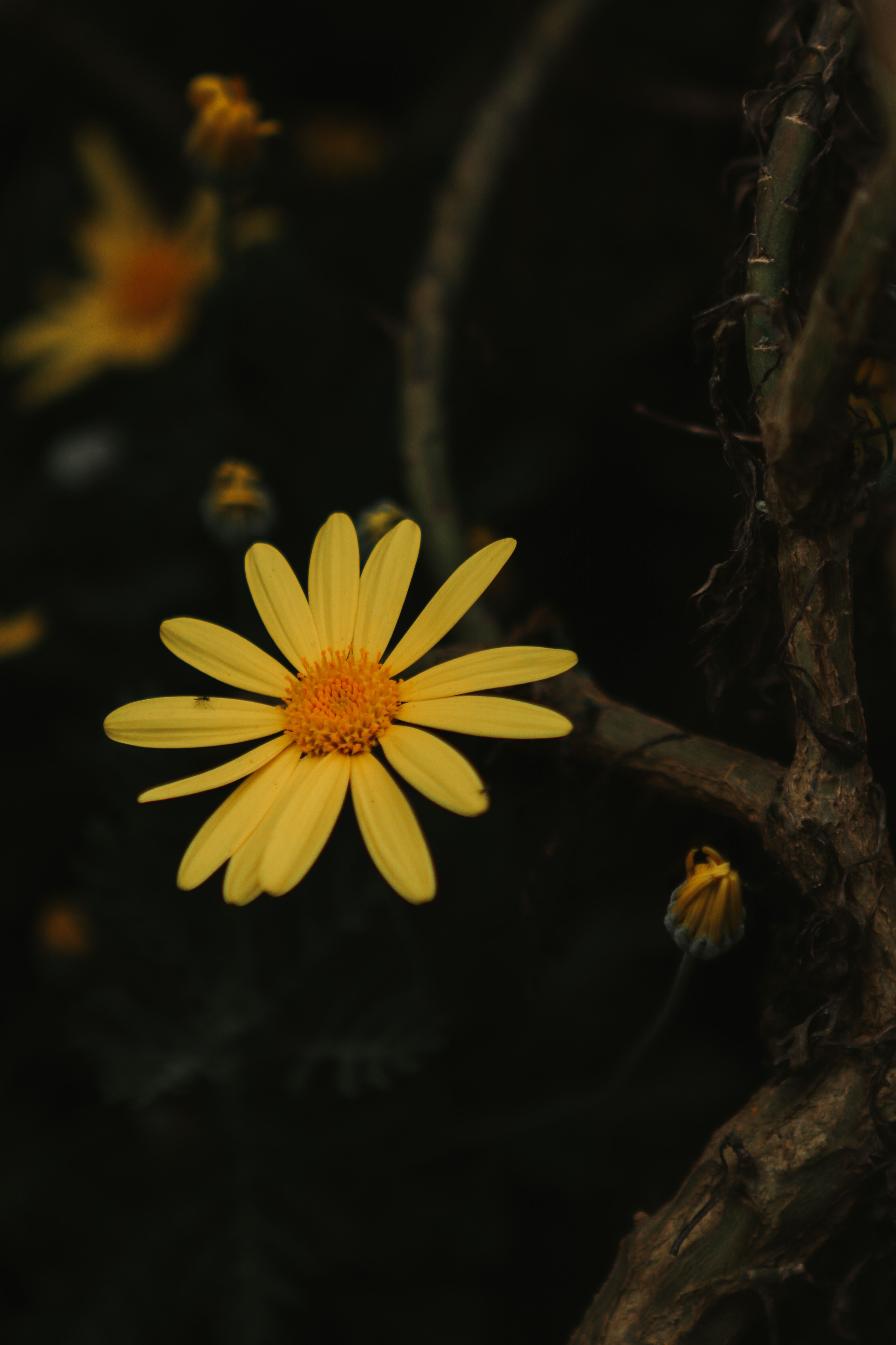 Dudura Flower Photos, Download Free Dudura Flower Stock Photos & HD Images