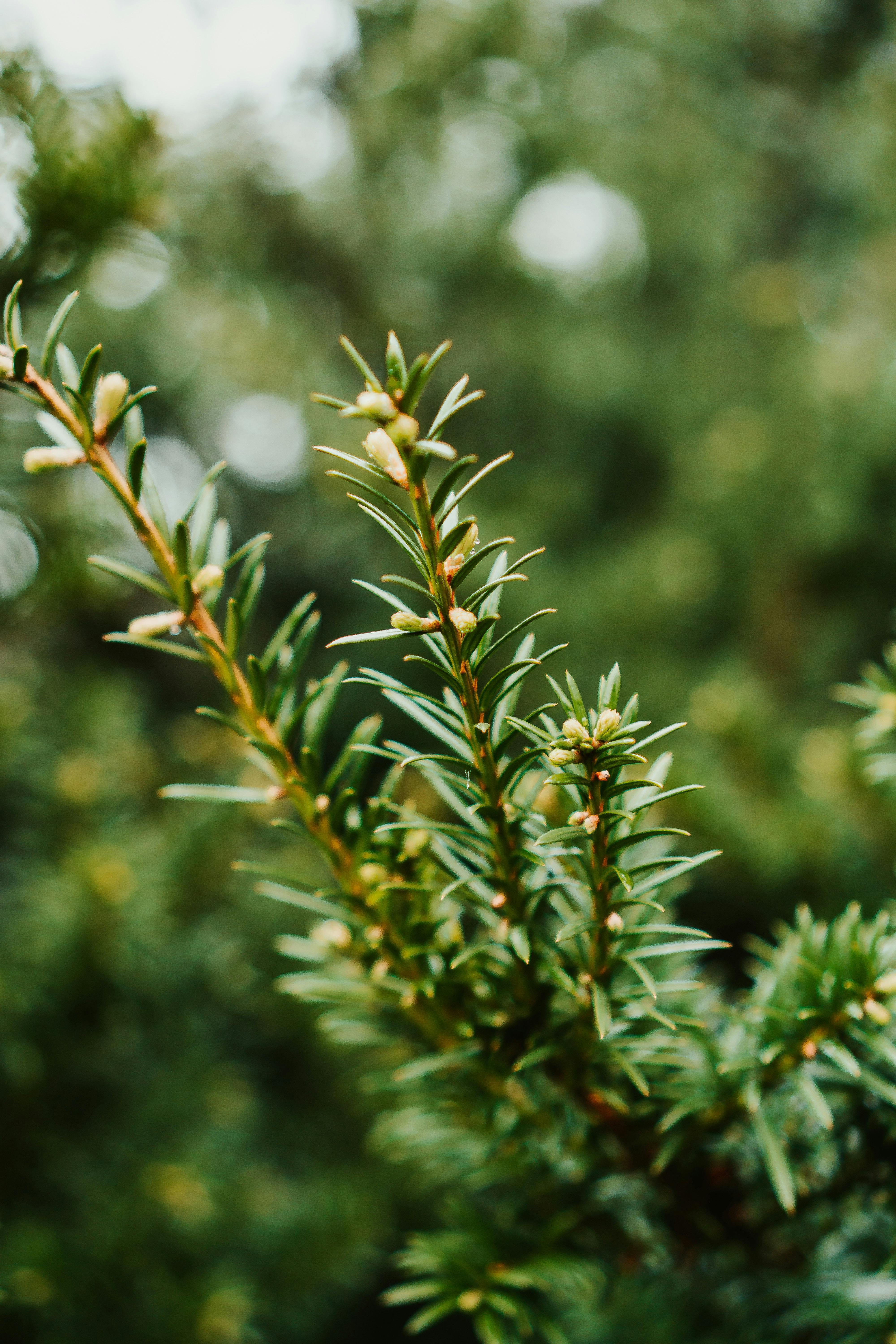 Close-up of a Conifer Branch · Free Stock Photo