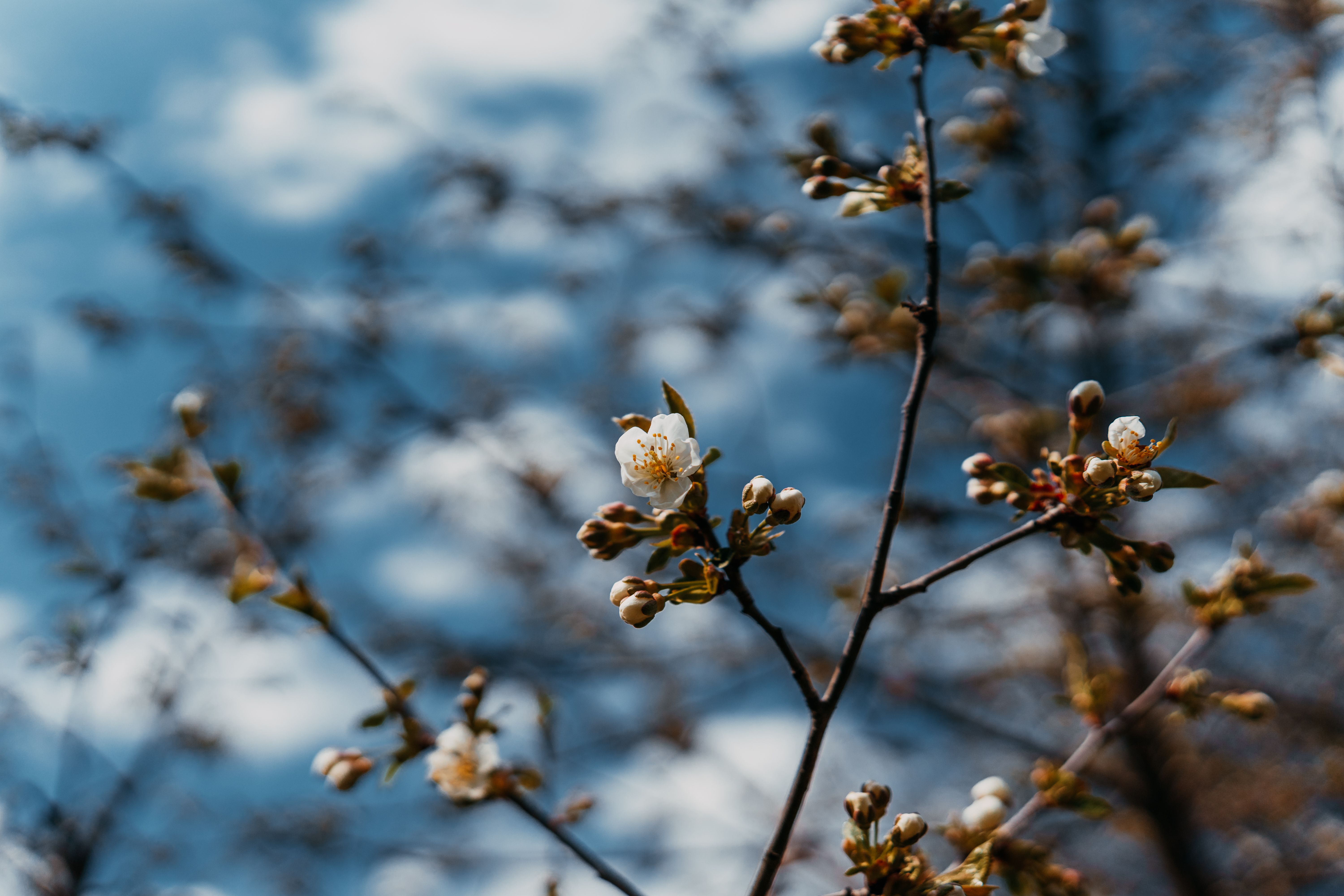 Close Up of Blossom Tree Branch · Free Stock Photo