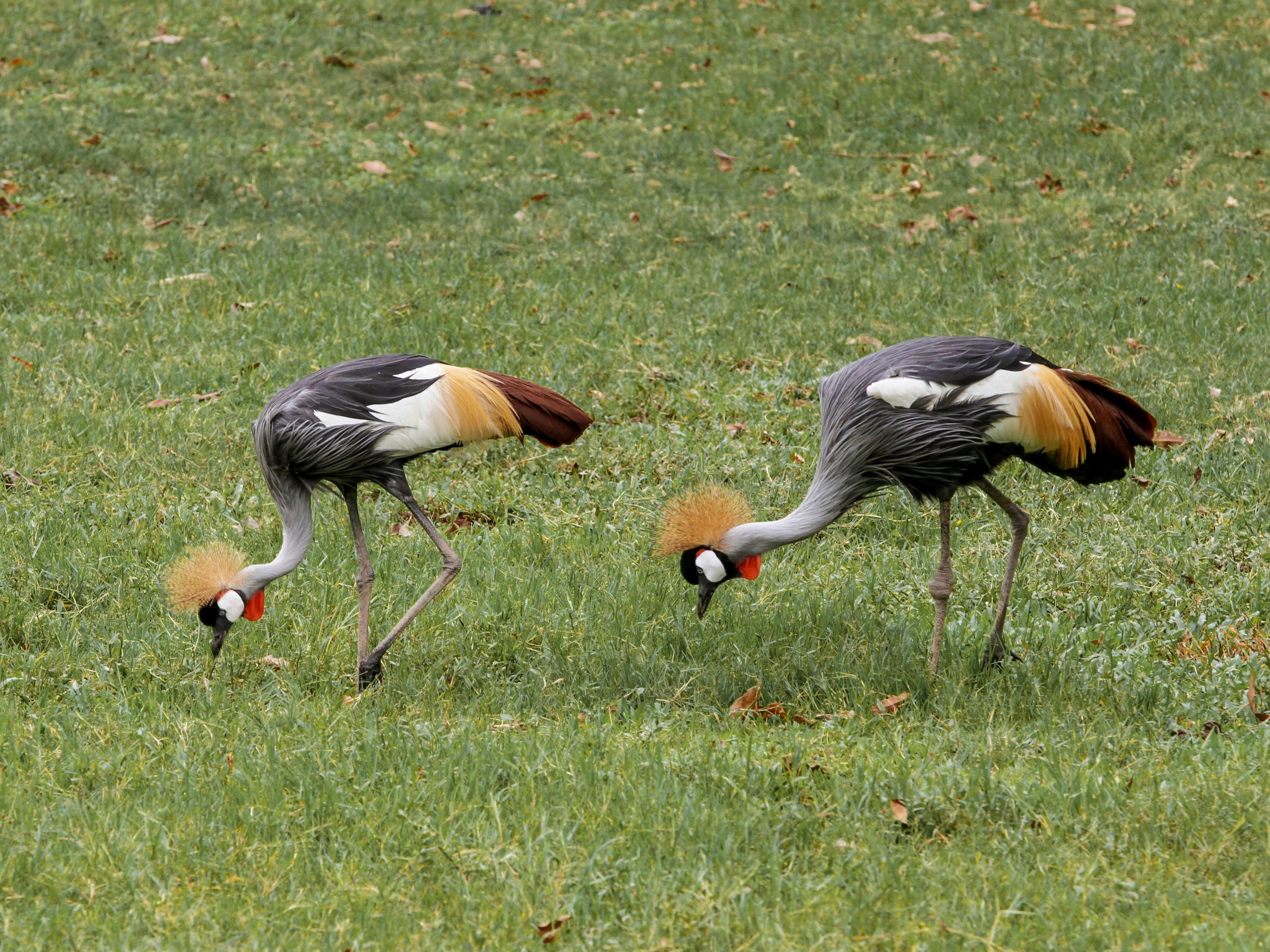 Gray Crowned Cranes Looking For Food on a Grass Field · Free Stock Photo