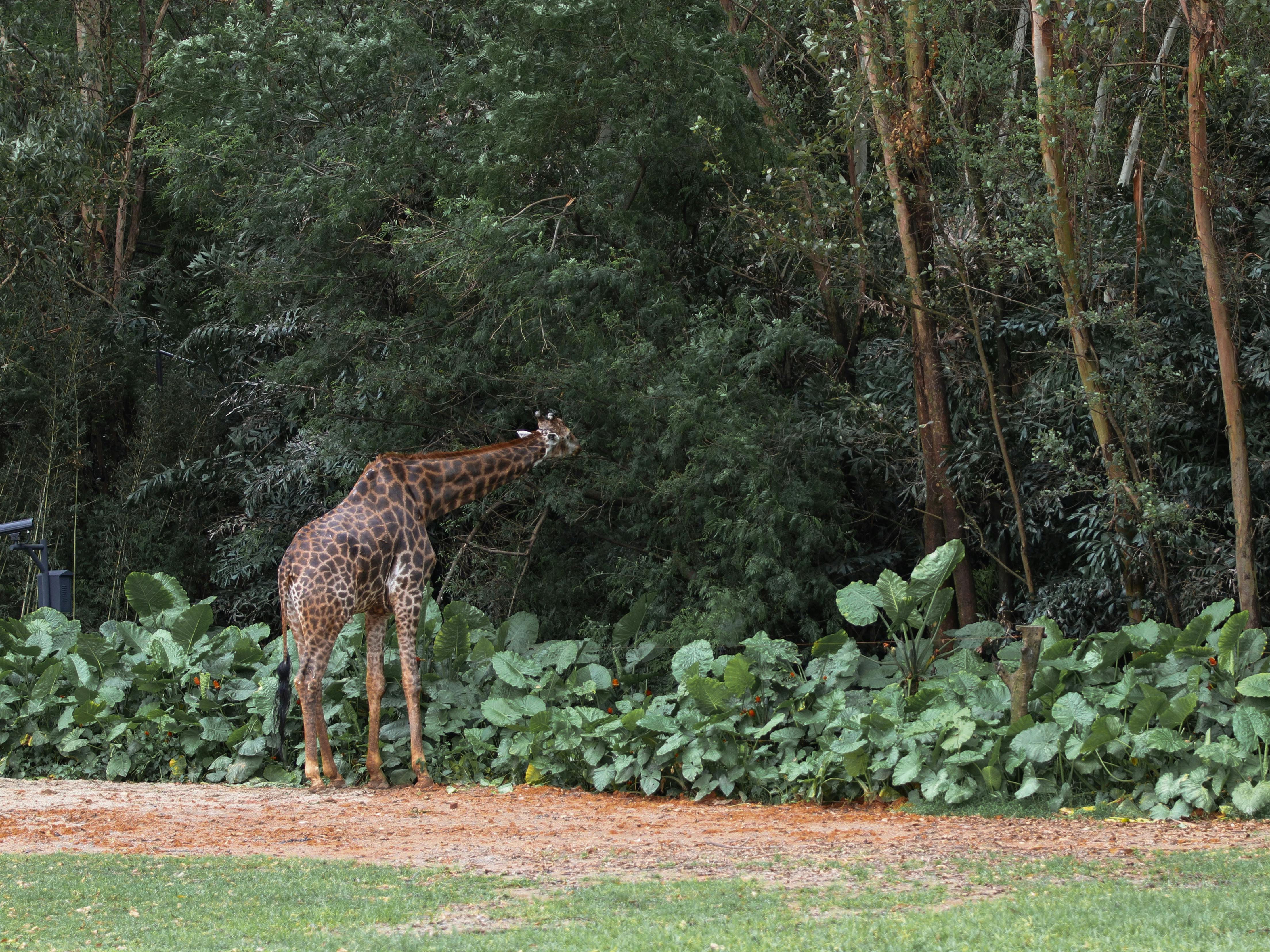 Giraffe Eating Tree Leaves · Free Stock Photo