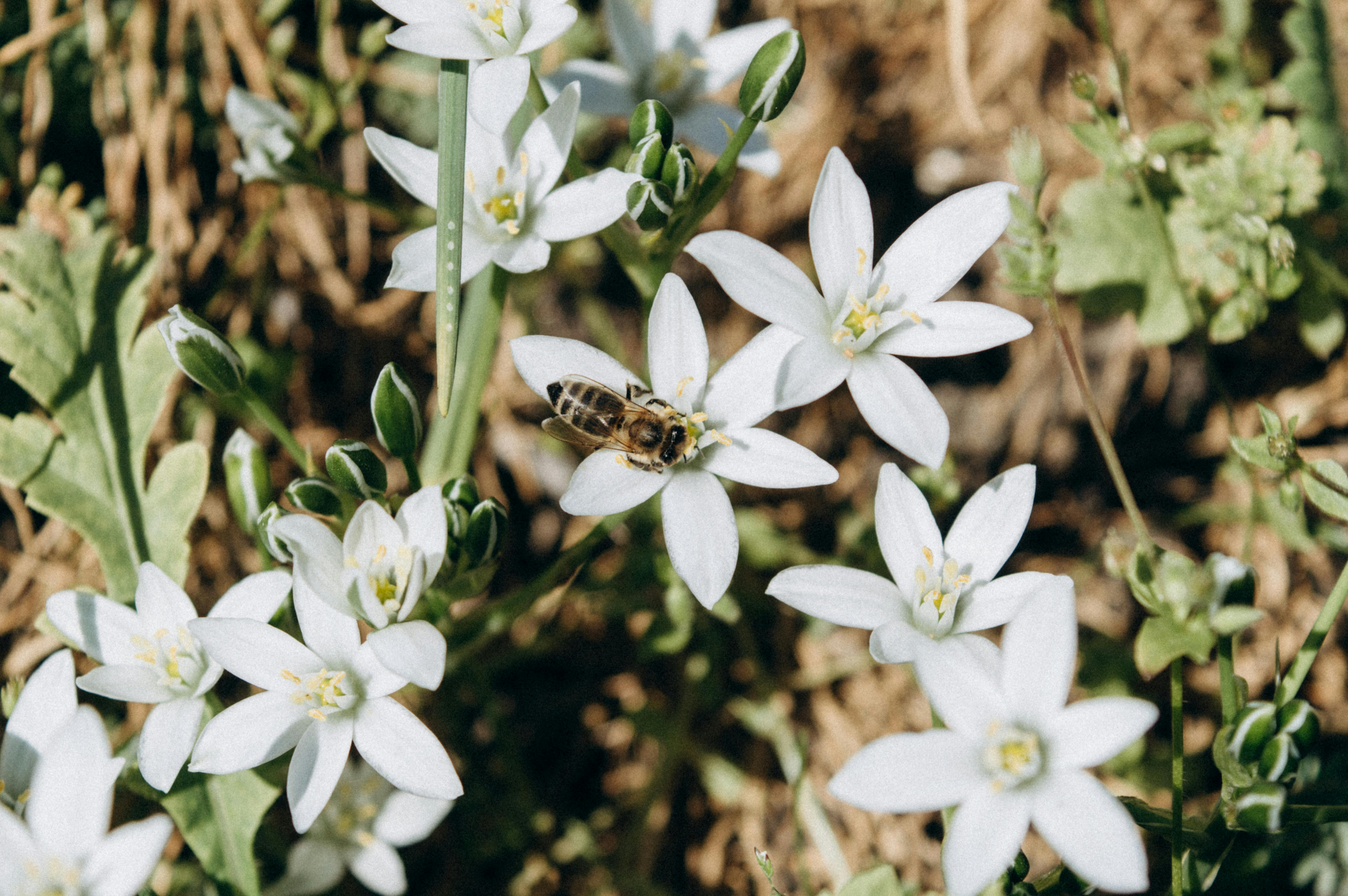 Lily Bee Photos, Download The BEST Free Lily Bee Stock Photos & HD Images