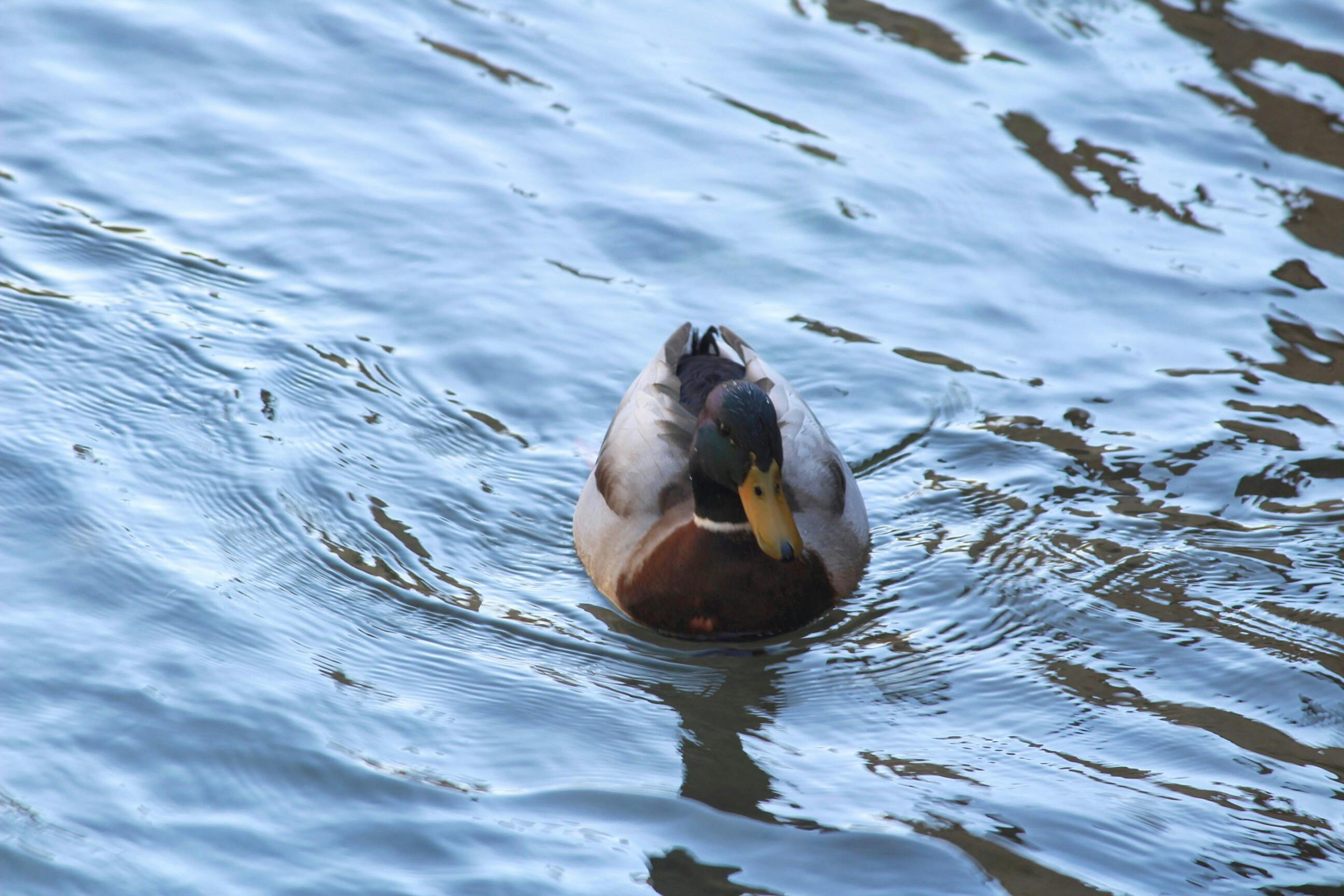 Ducks 9 Photos & Videos Collected by Daria