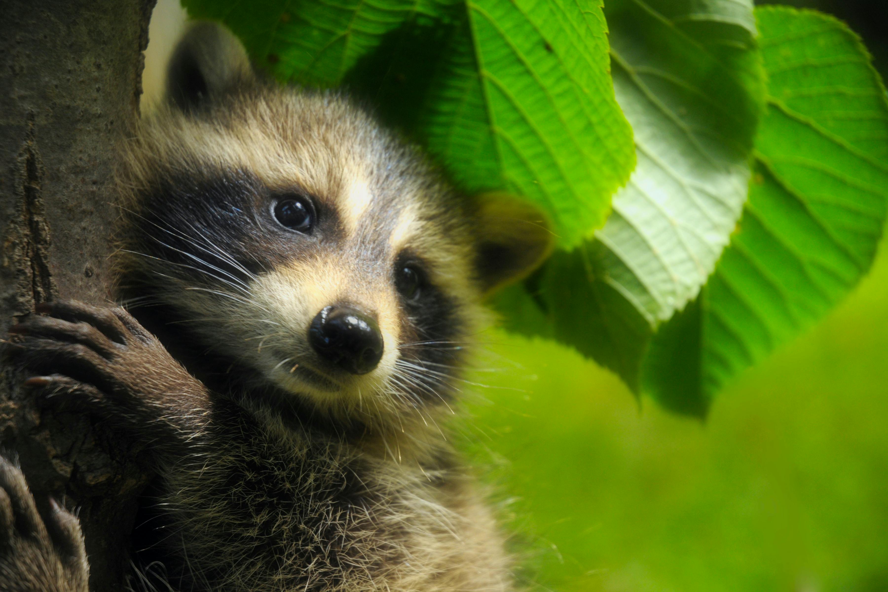 Free stock photo of nature, raccoon, wildlife