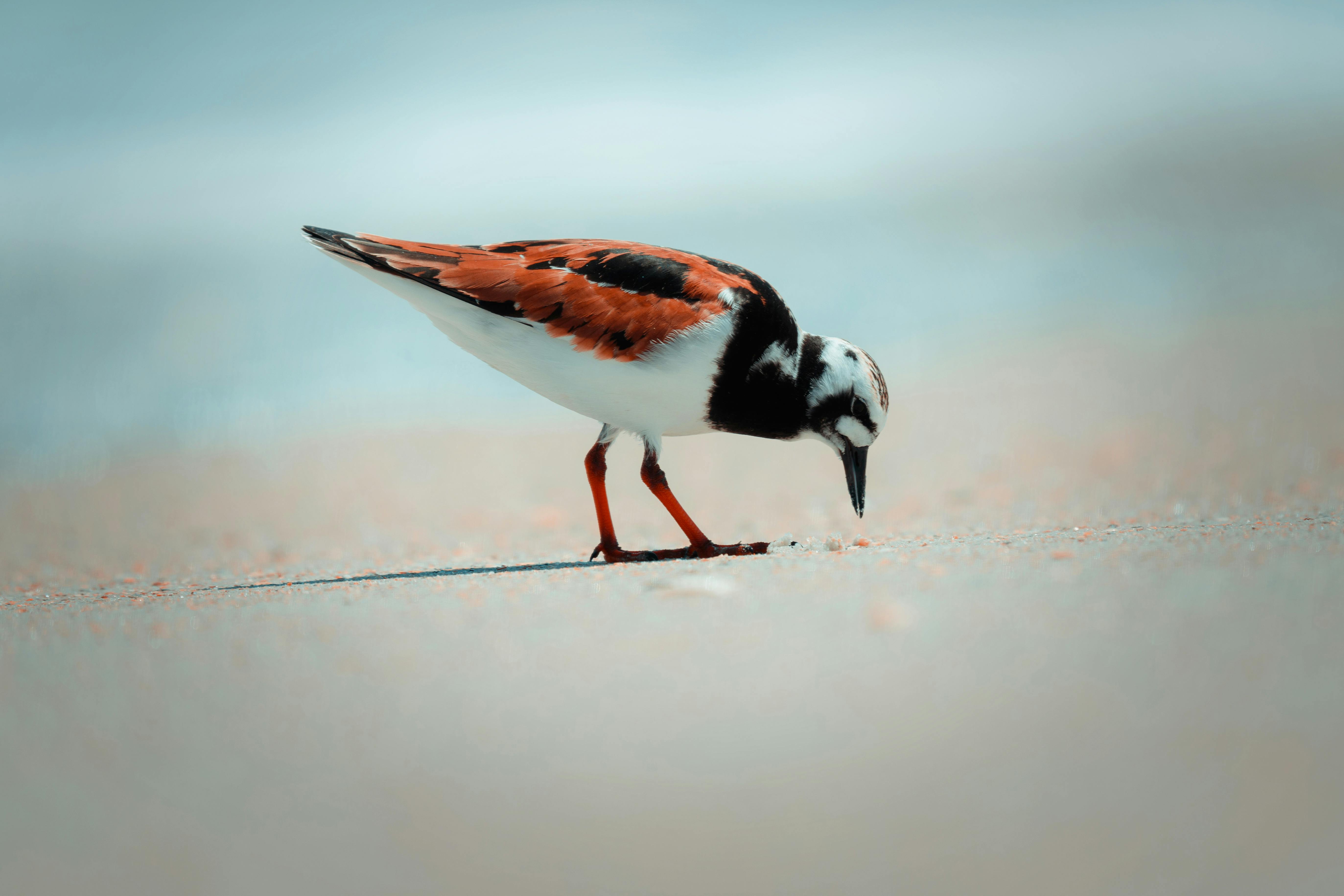 A Ruddy Turnstone Bird Walking on the Sandy Shore · Free Stock Photo