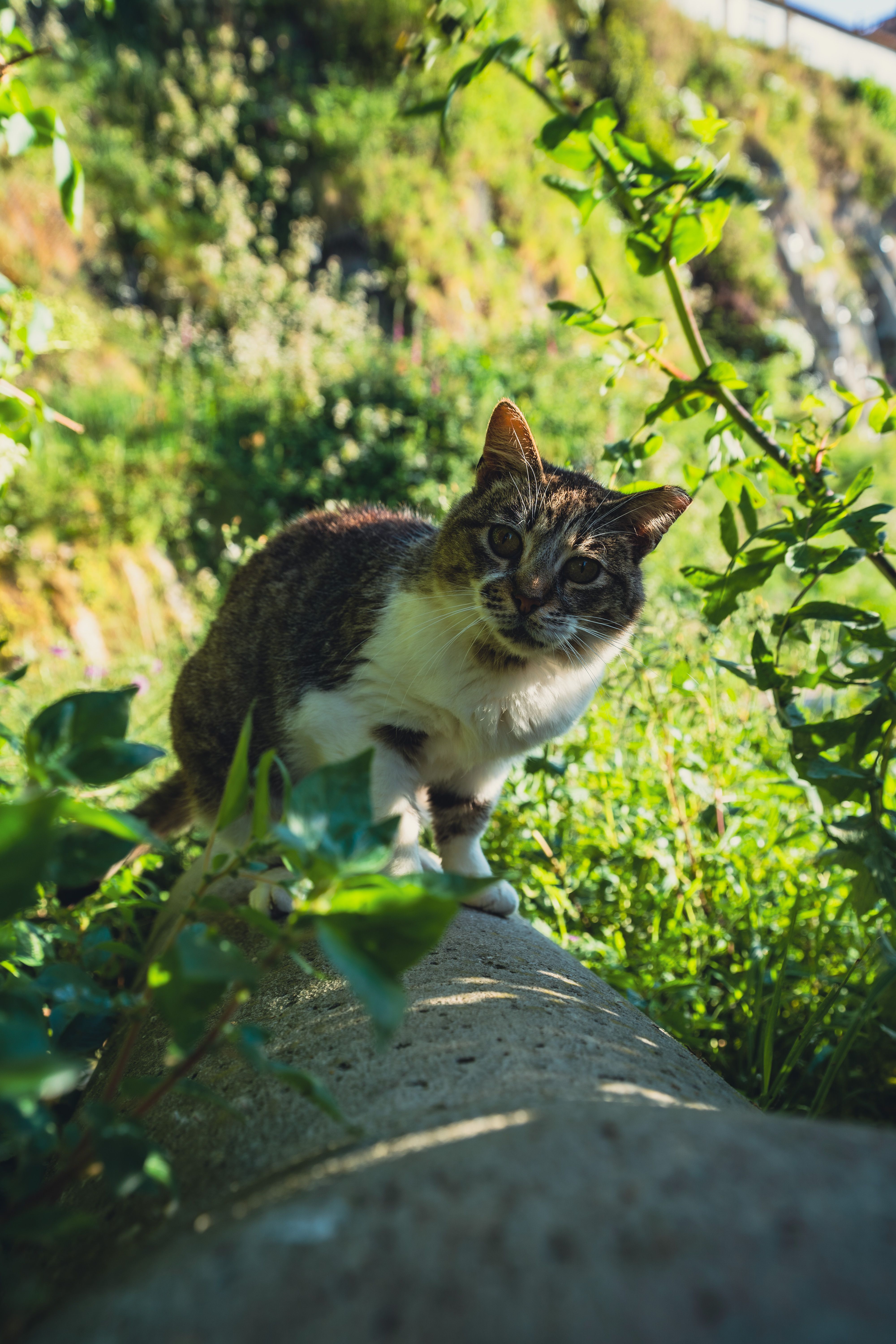 Close Up Photo of a Cat · Free Stock Photo