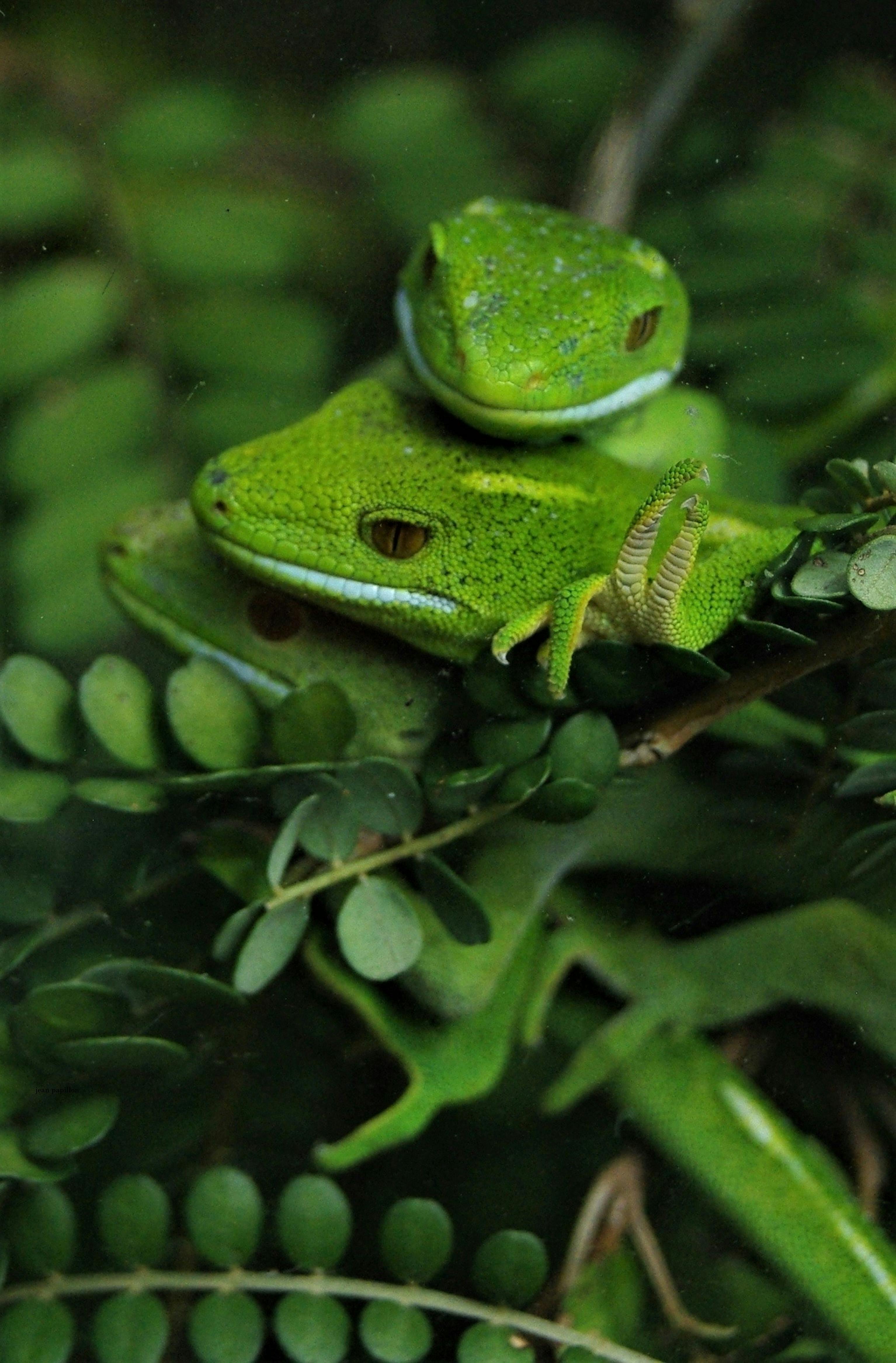 No Lizards Photos, Download Free No Lizards Stock Photos & HD Images