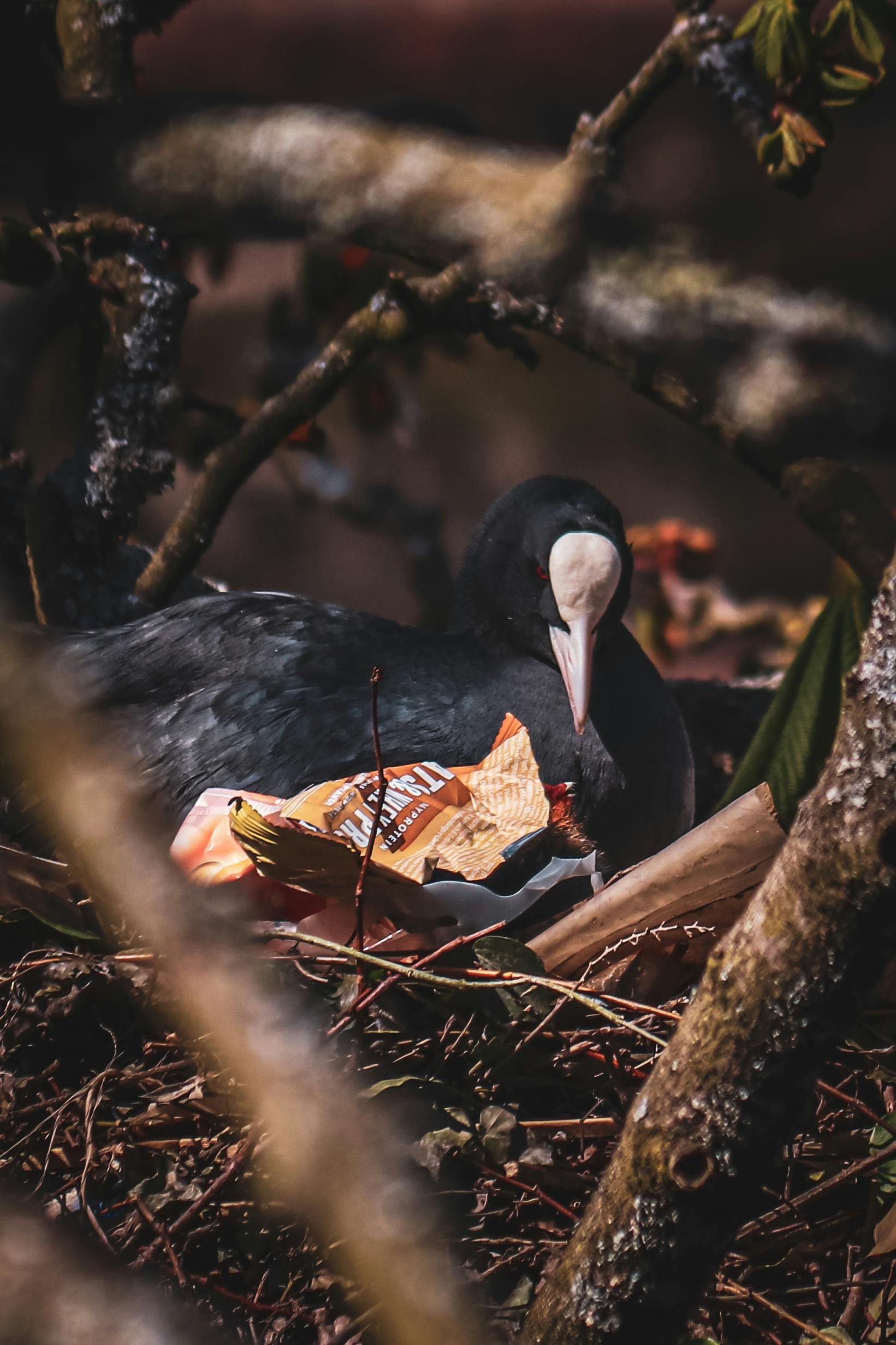 Bird on a Nest · Free Stock Photo