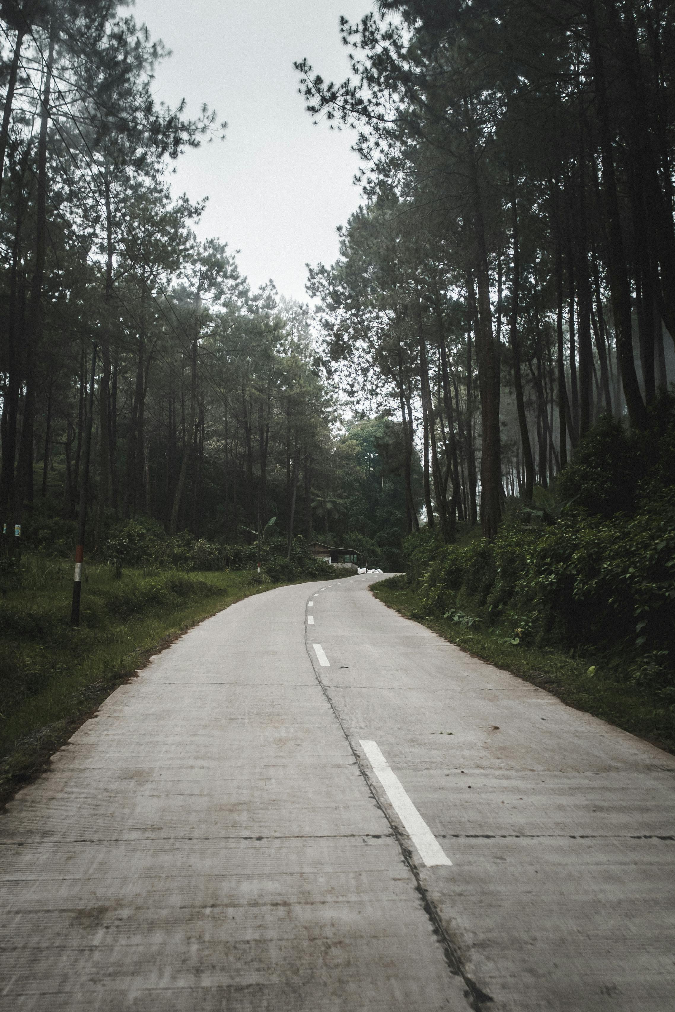 Road in Between Trees · Free Stock Photo