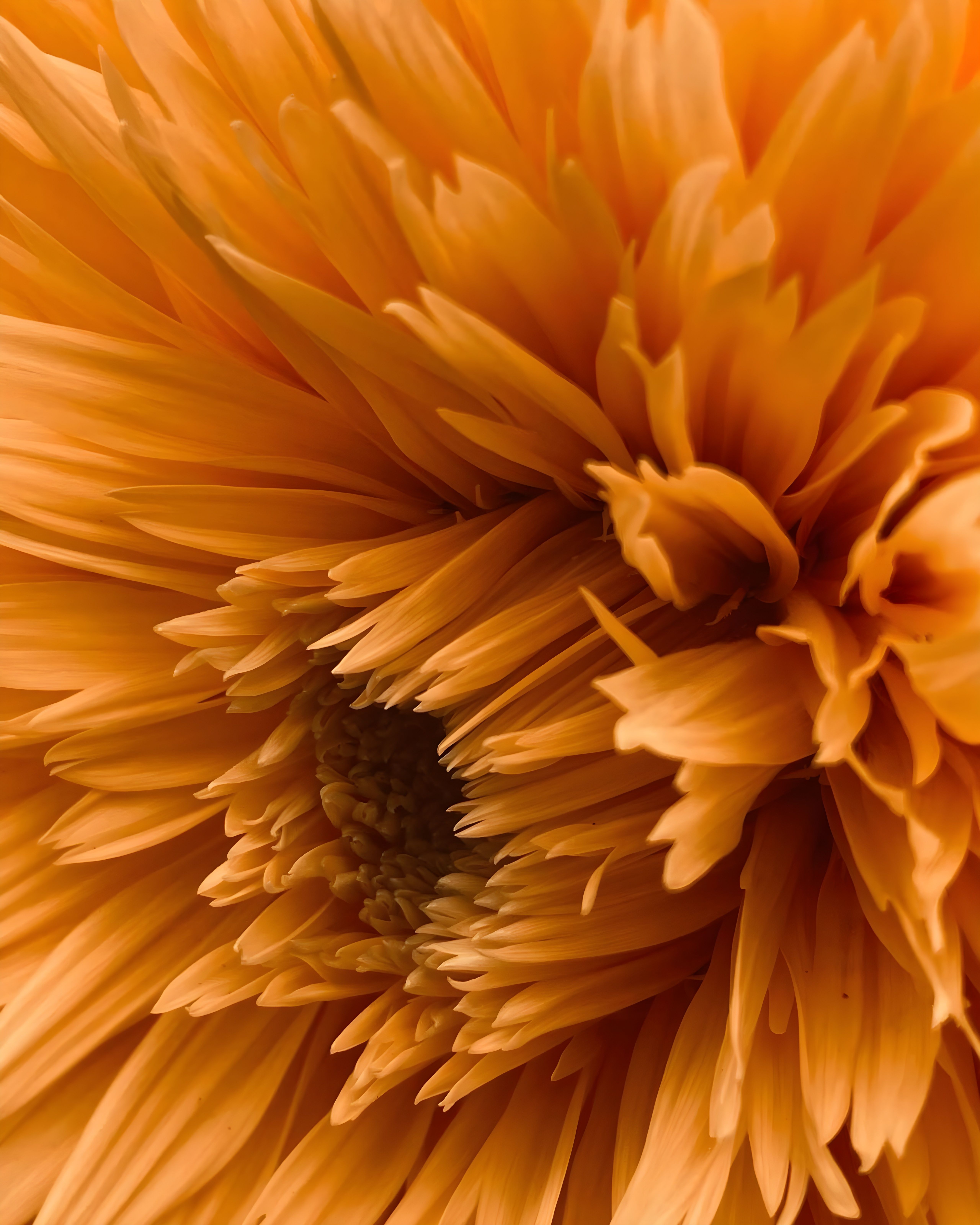 Laser Flower 1 Photos, Download Free Laser Flower 1 Stock Photos & HD ...