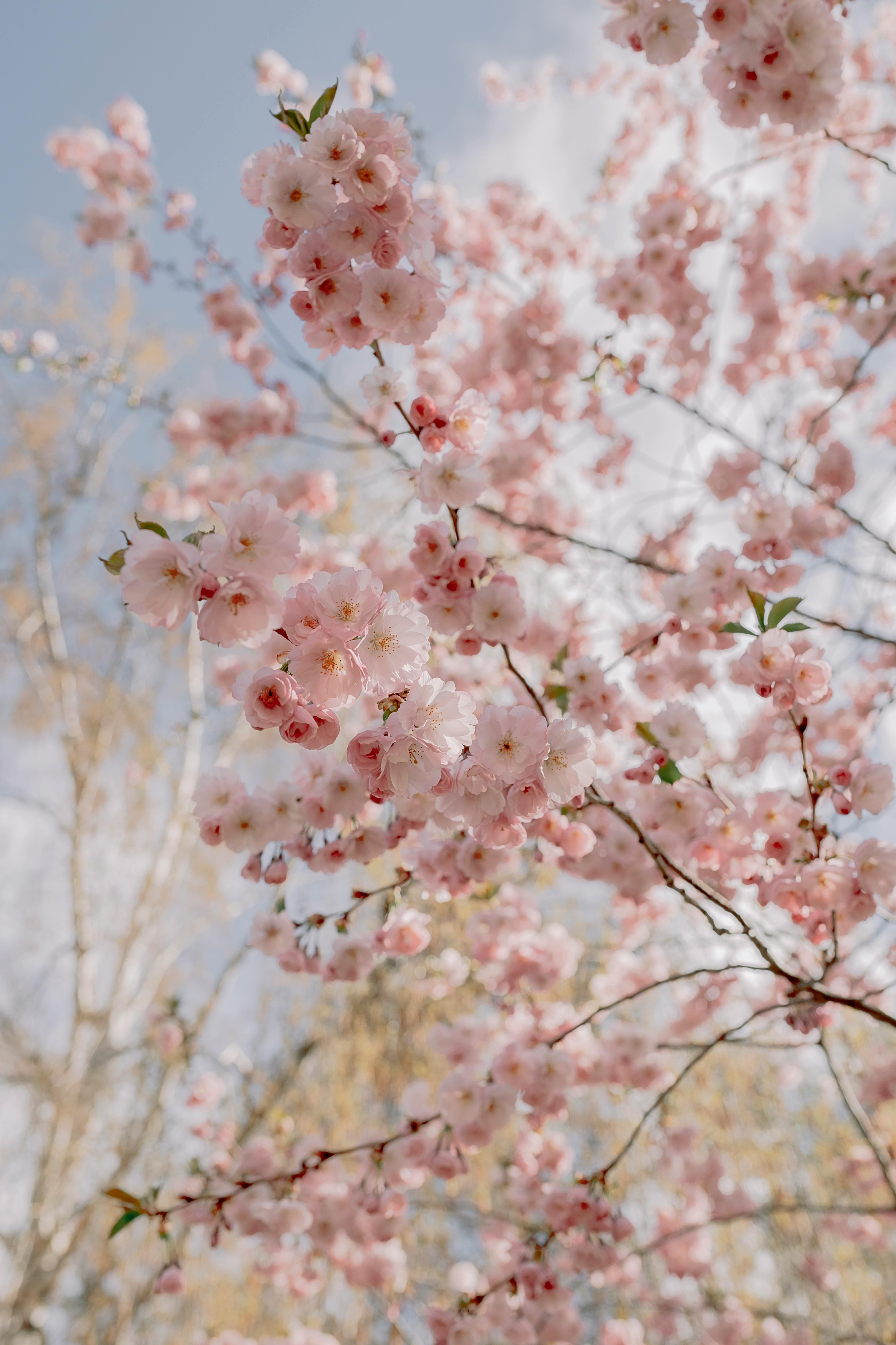 Photo of Cherry Blossom · Free Stock Photo