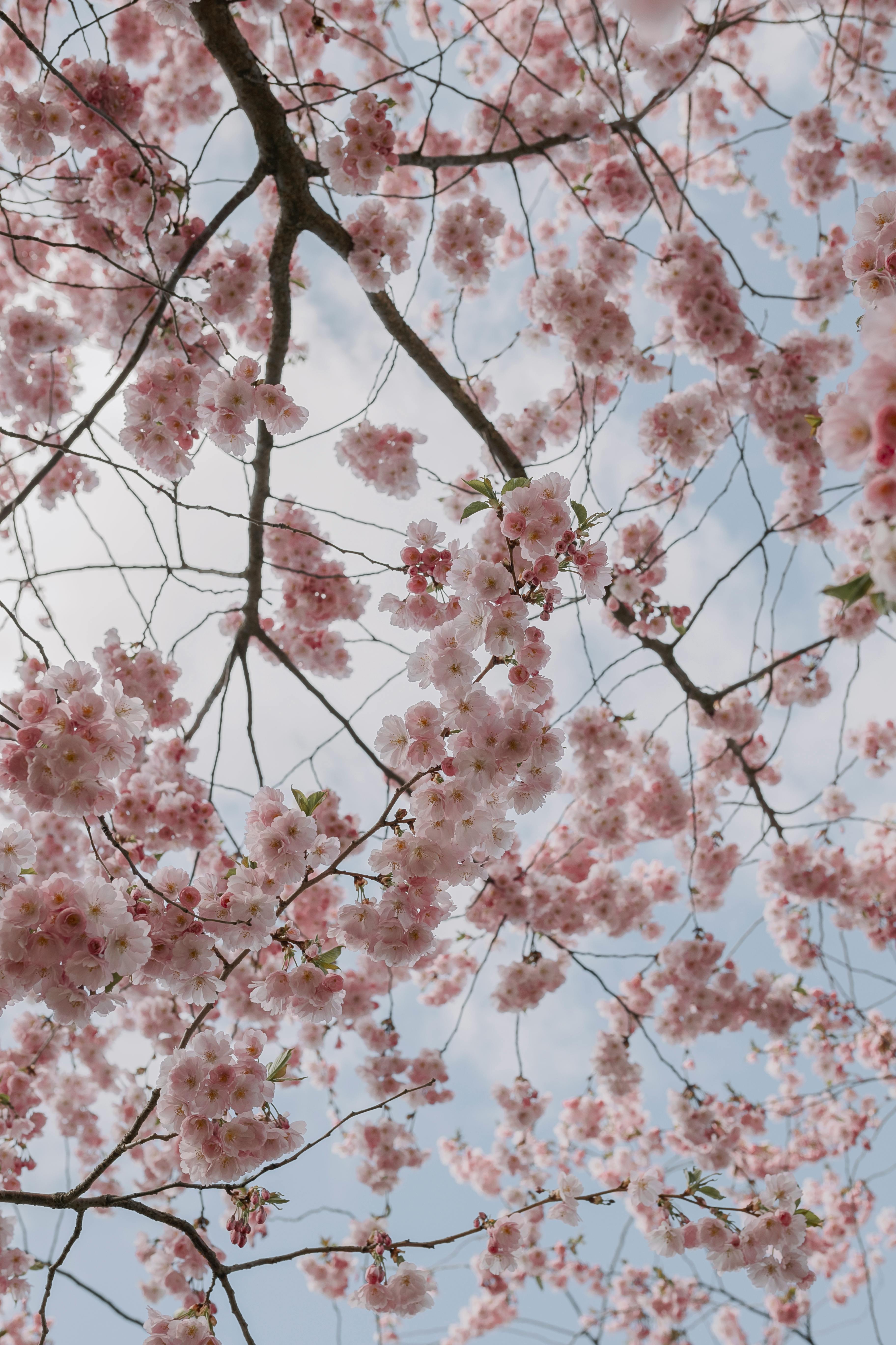 Pink Cherry Blossom Flowers on a Branch · Free Stock Photo