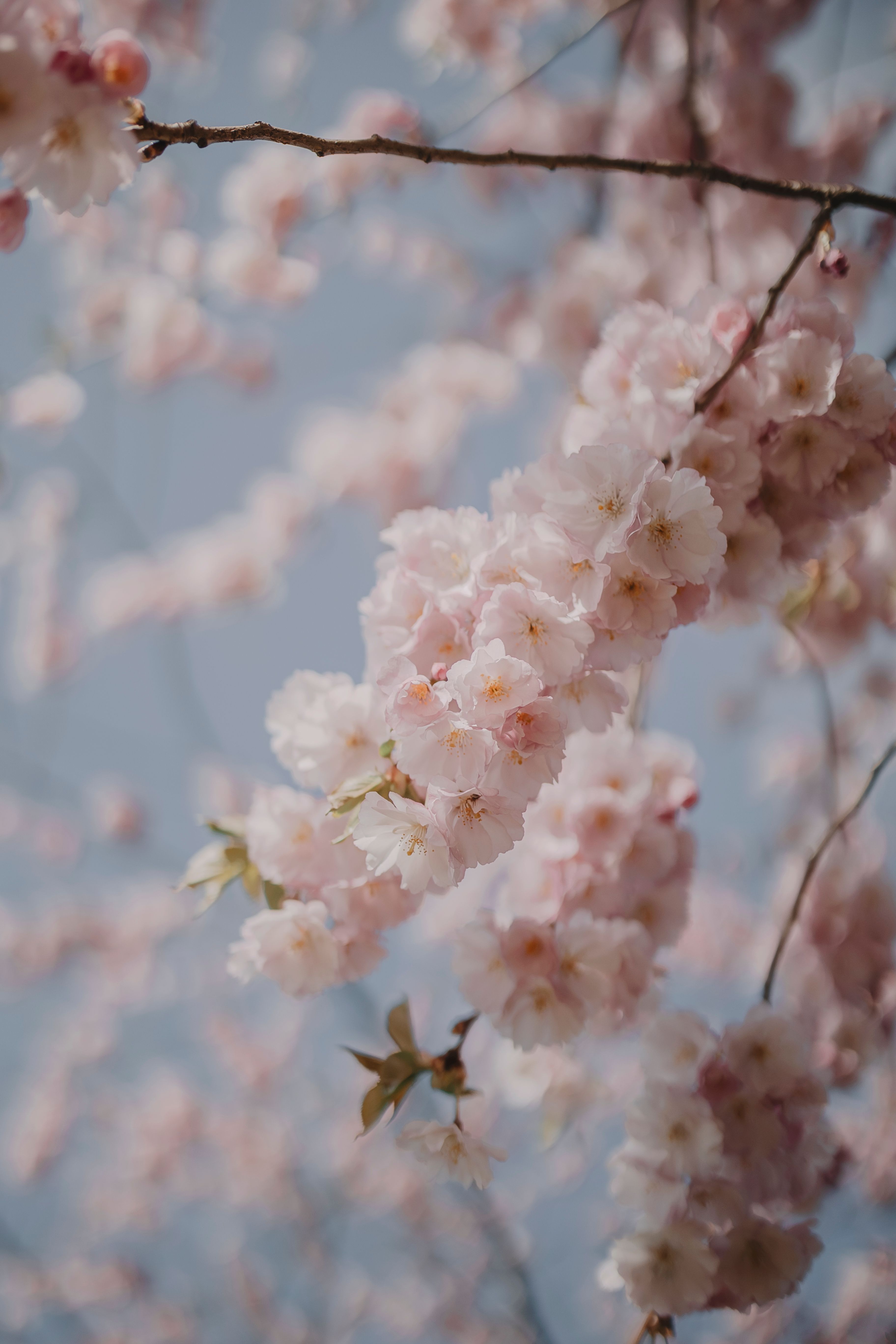 Pink Flowers in Close Up Shot · Free Stock Photo