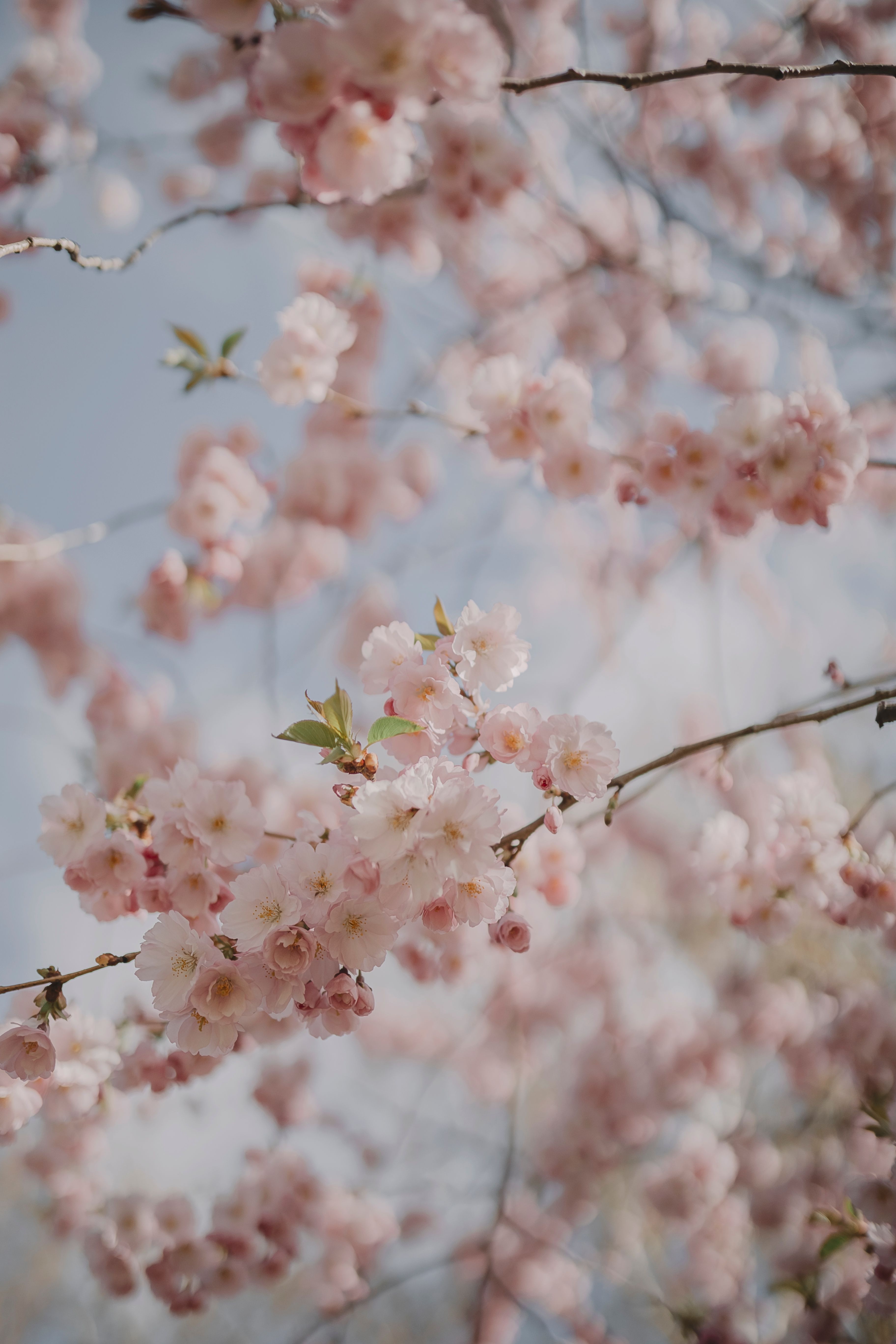 Pink Flowers in Close Up Shot · Free Stock Photo