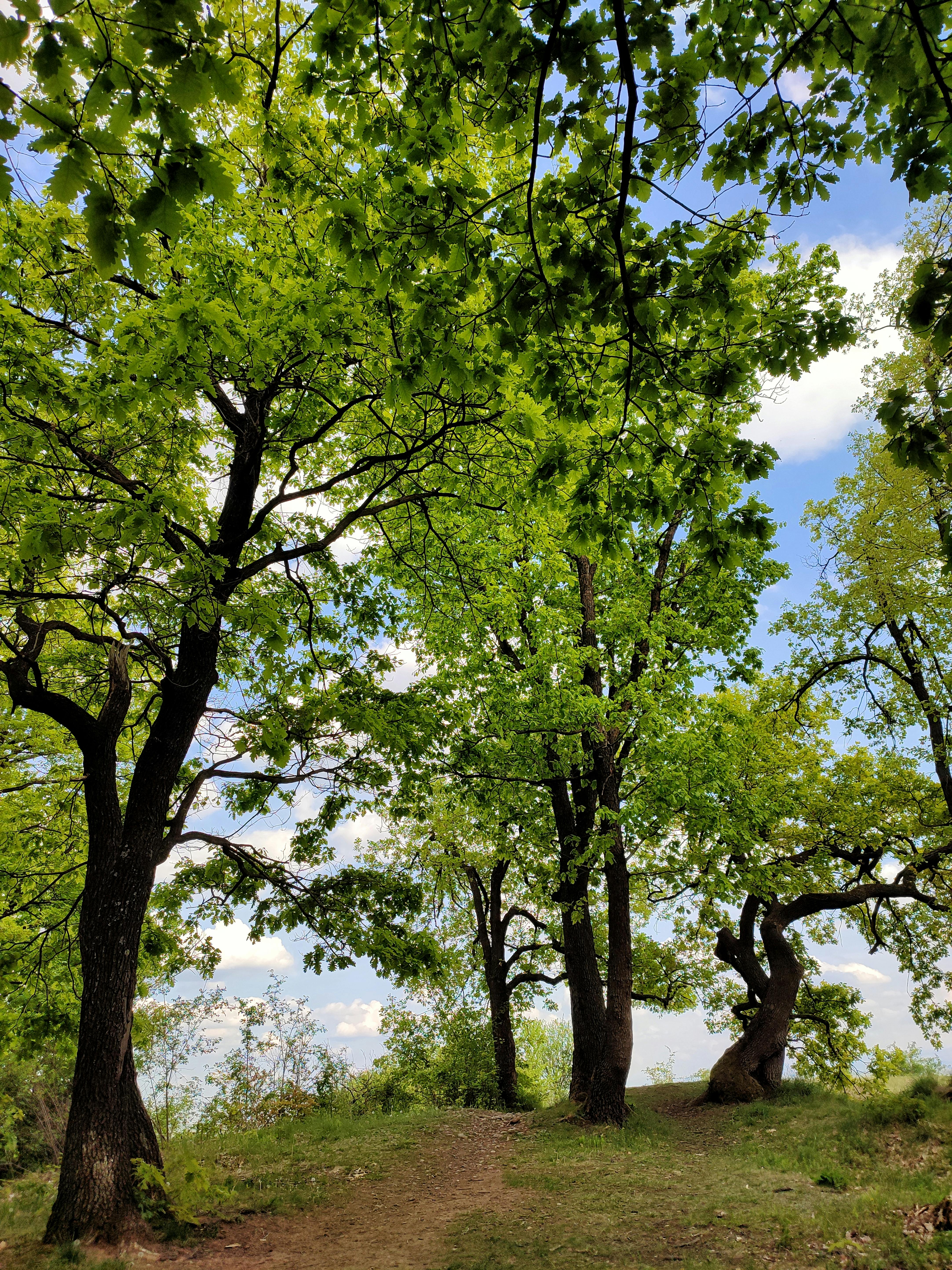 Green Trees on Mountain · Free Stock Photo